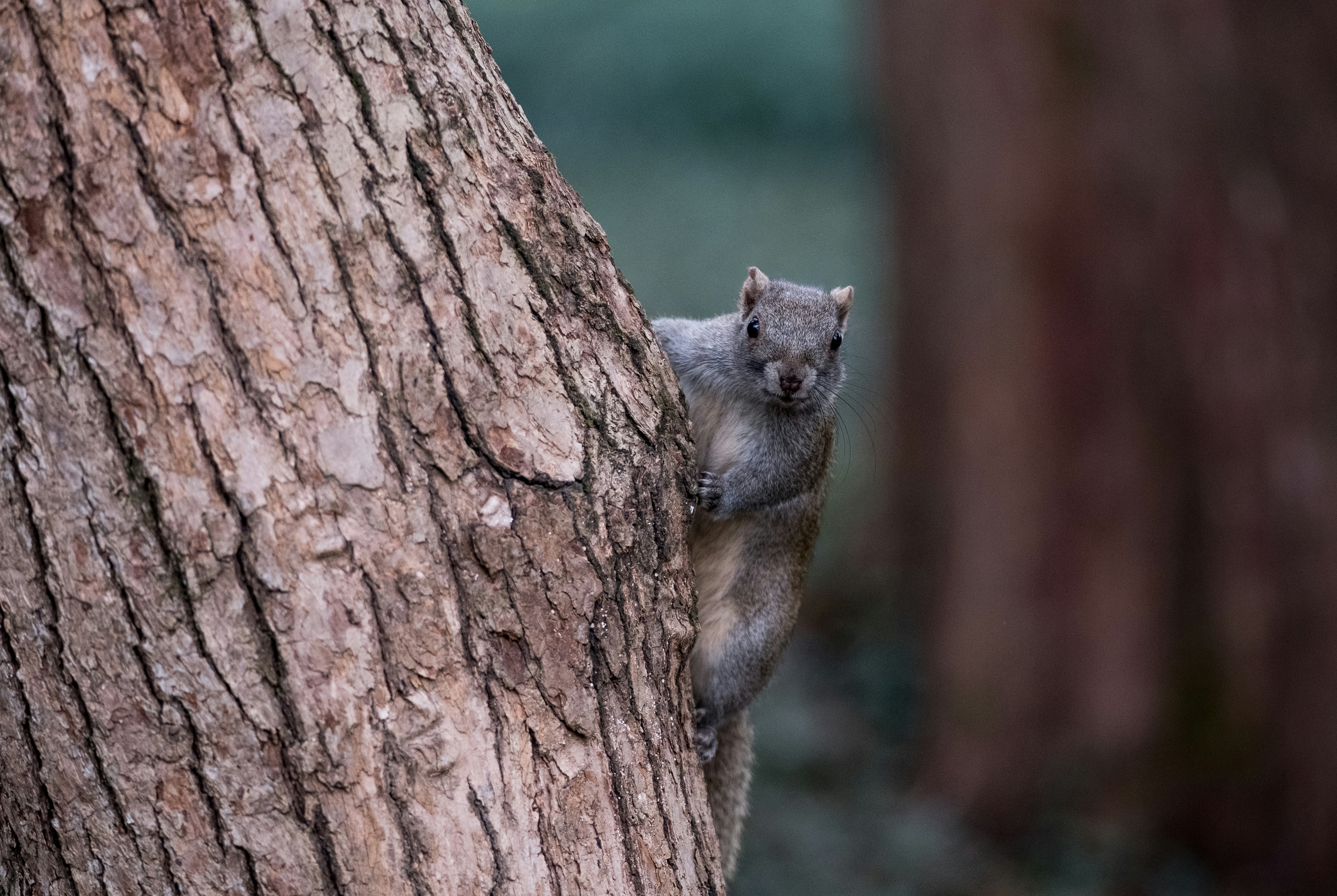 Squirrel Adrift on the Bark: A Quiet Forest Moment