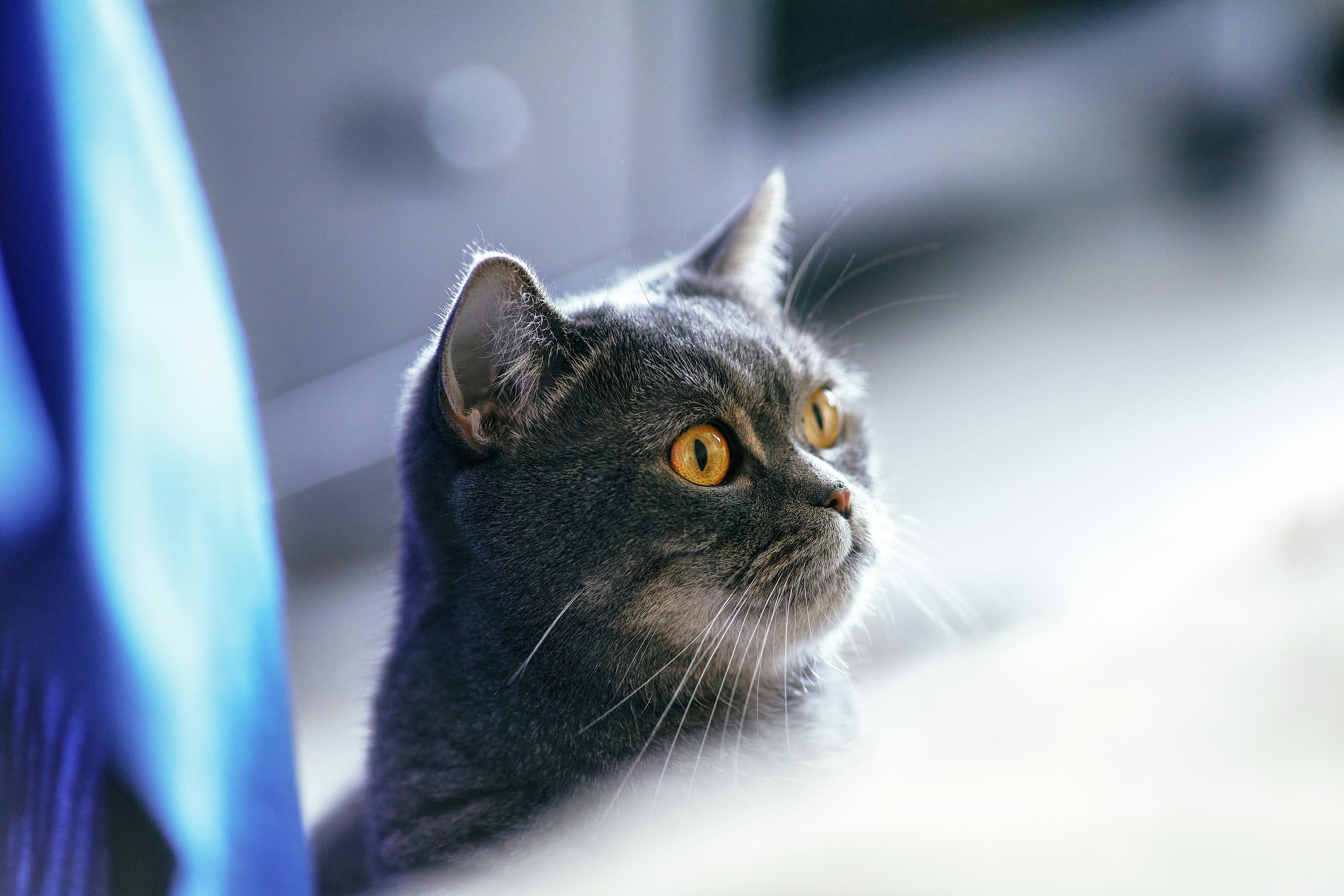 Black cat in blue textile photo – Free Россия Image on Unsplash