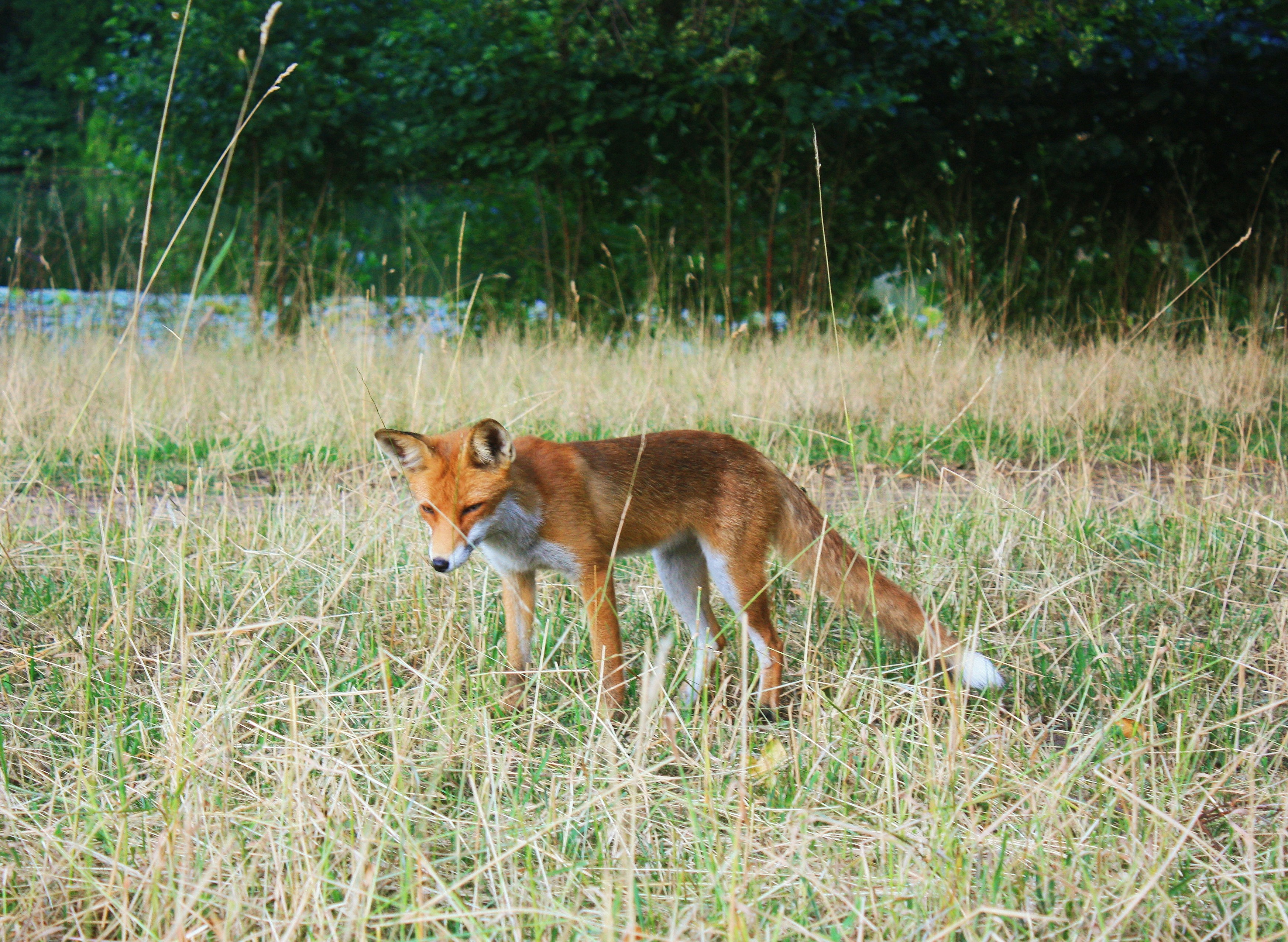 Brown and white fox on green grass field during daytime photo – Free ...