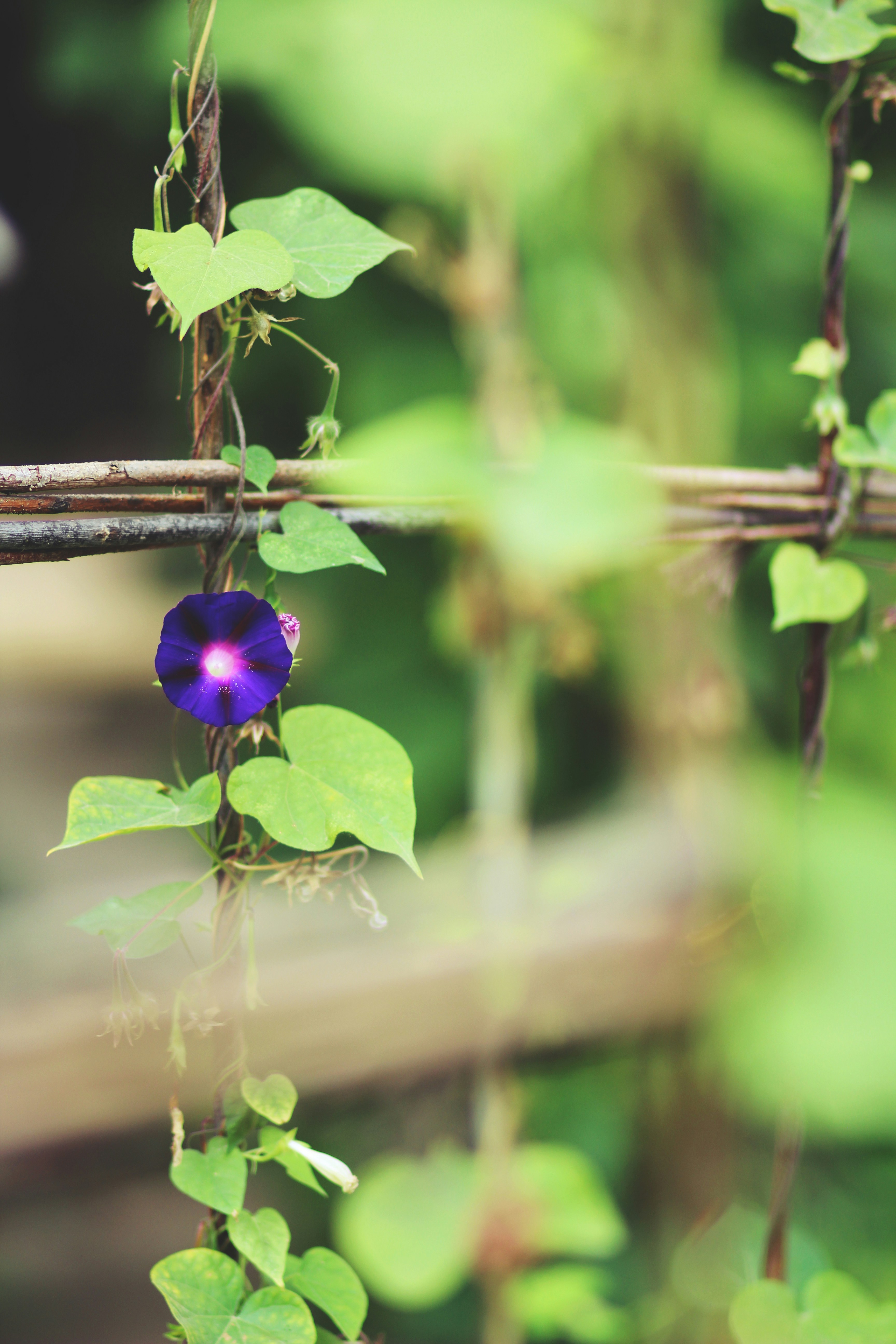 Purple Morning Glory Grasping a Vine Trellis