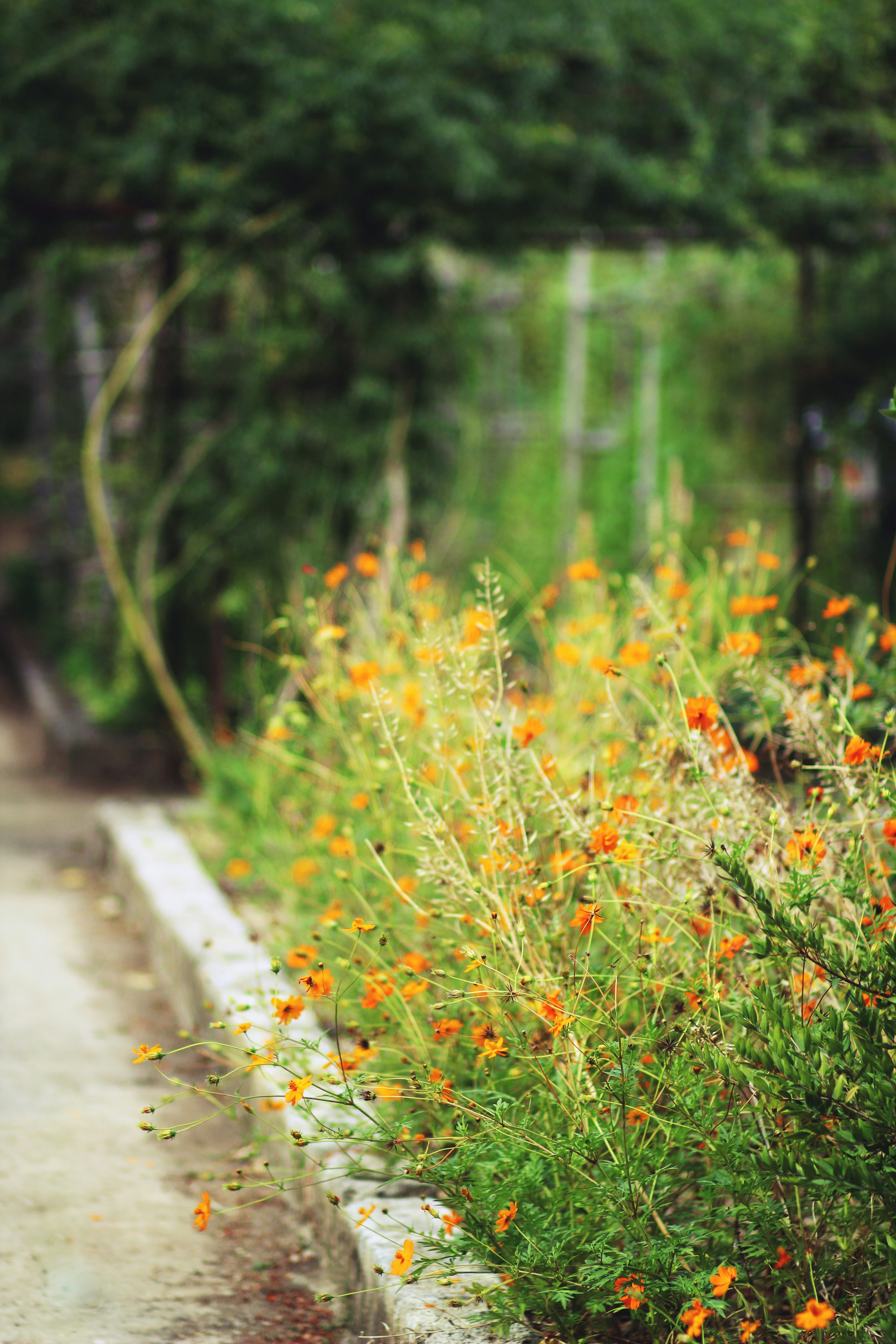 Vibrant orange flowers lining a garden path, inviting exploration amidst lush greenery.