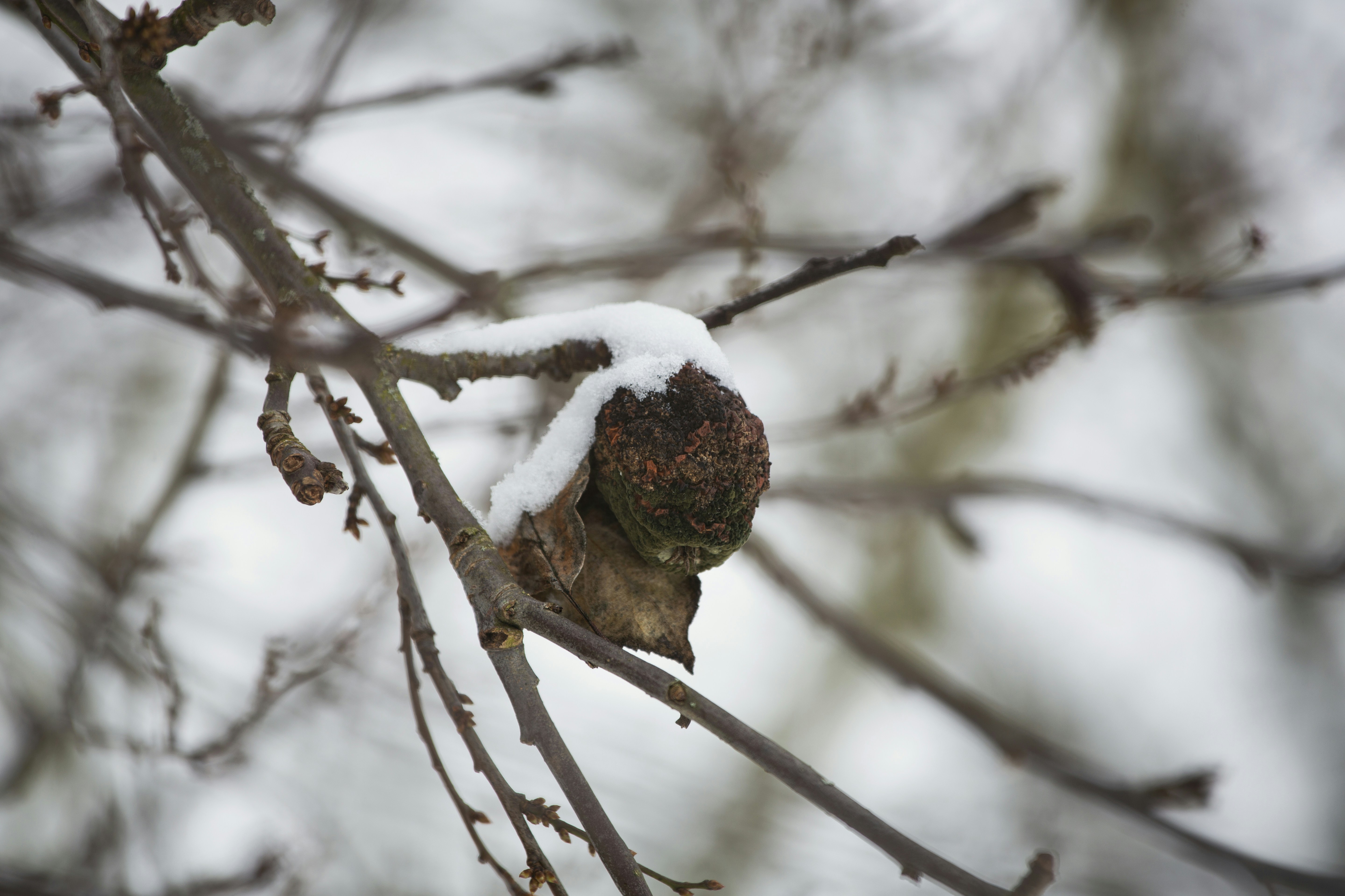 A small bird perched beneath a snow-covered acorn on a bare tree branch, evoking a sense of tranquility in a winter landscape.