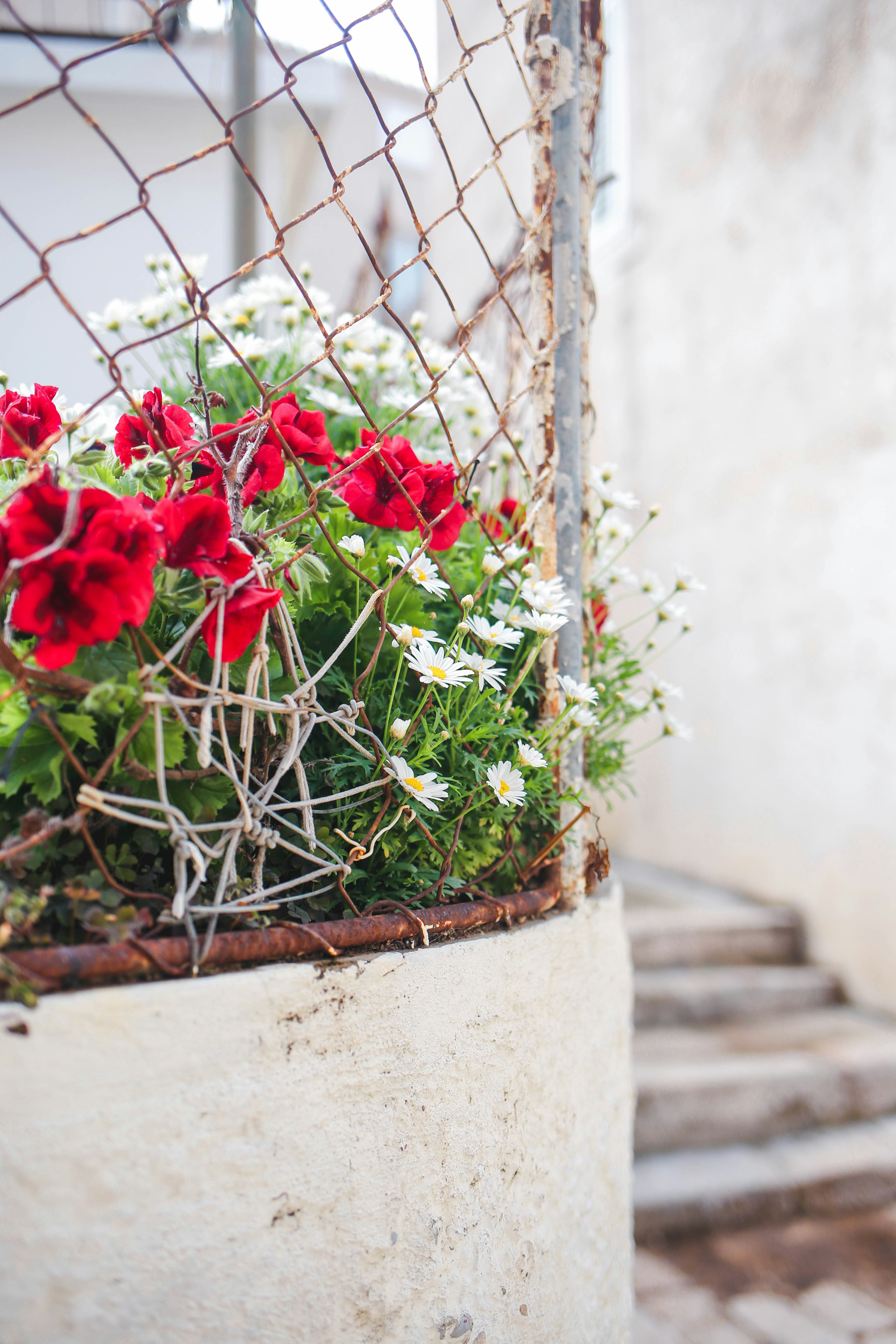 White daisies and red poppies in street
