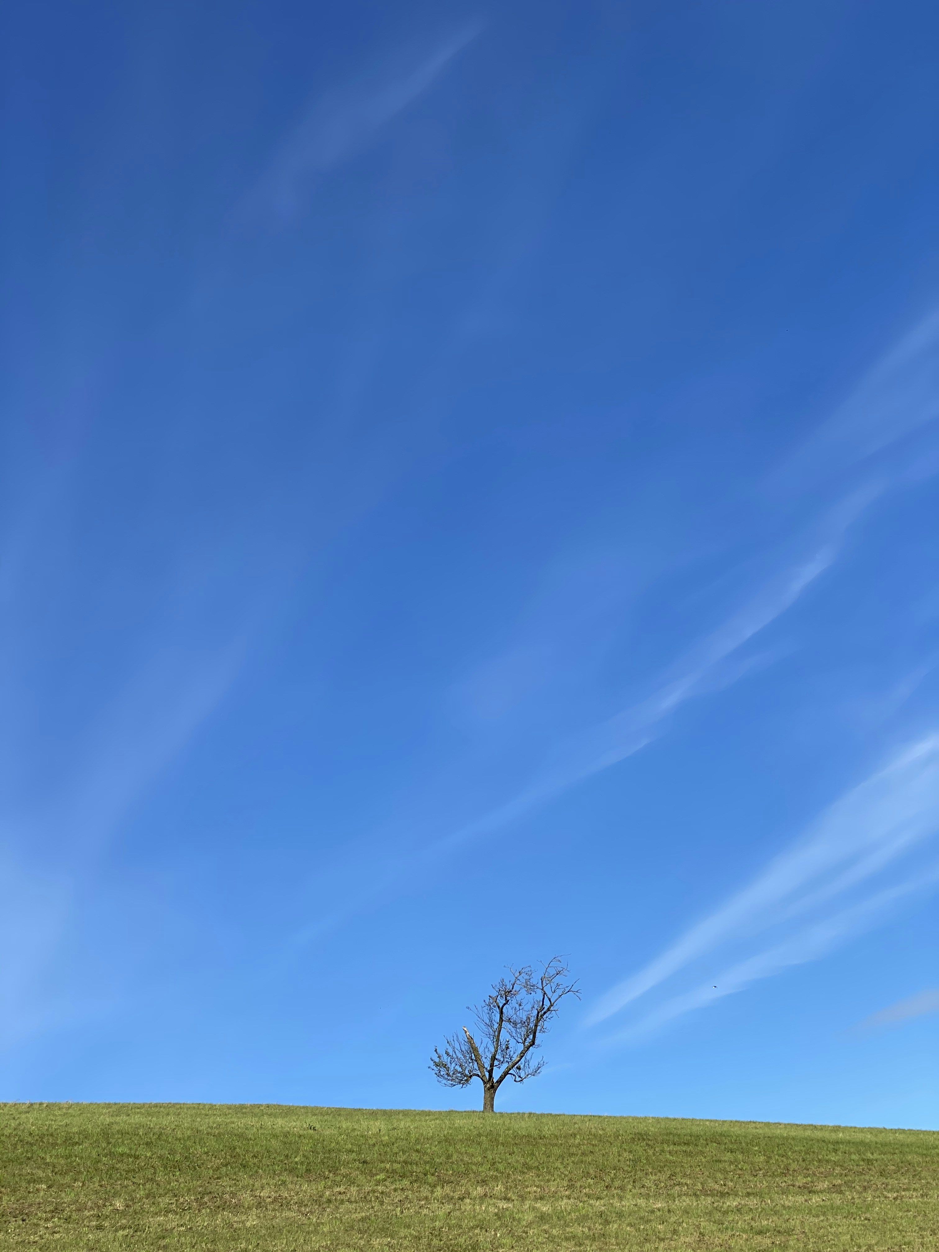 The lonely tree | leafless tree under blue sky