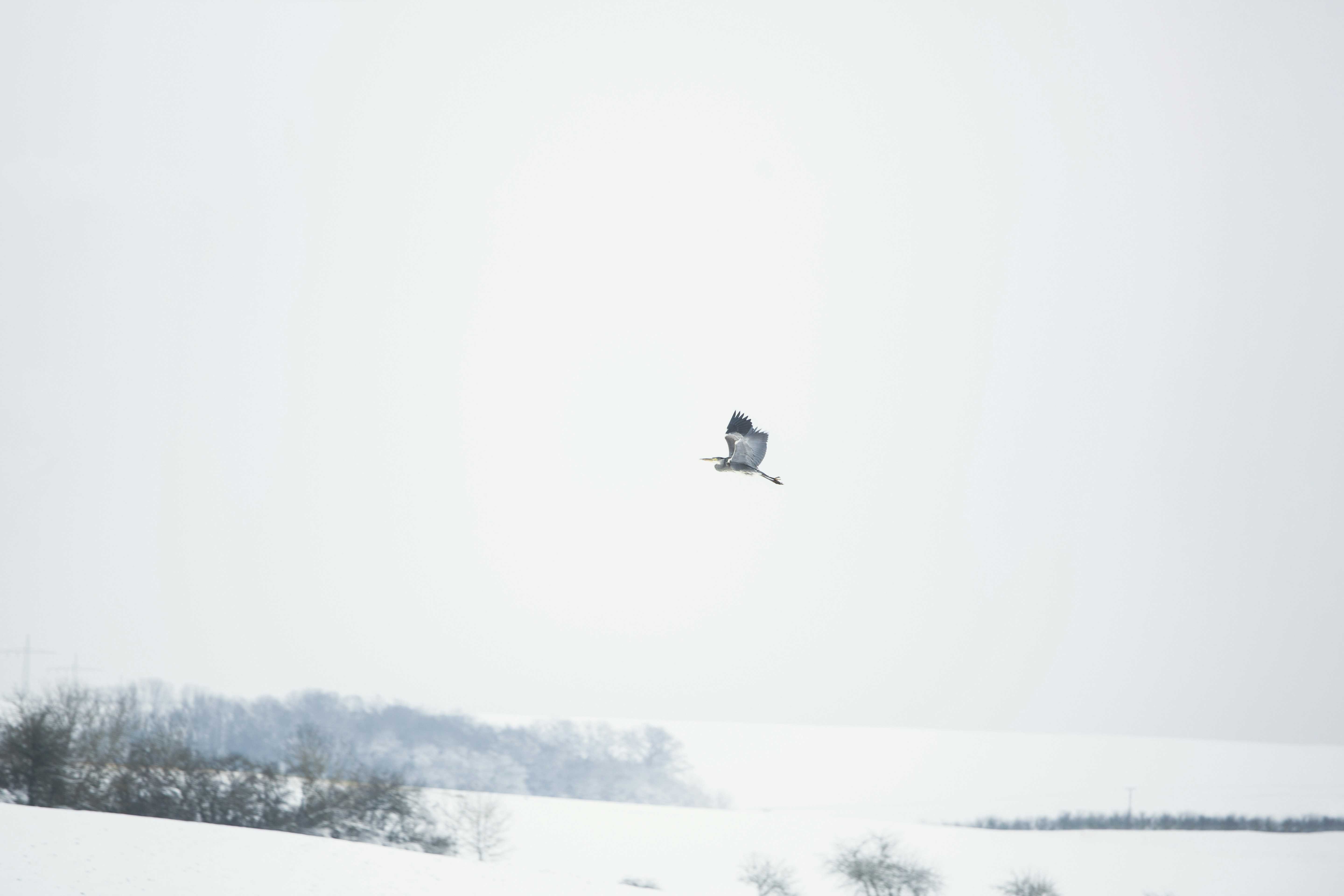Lone Raptor Over a Snowfield
