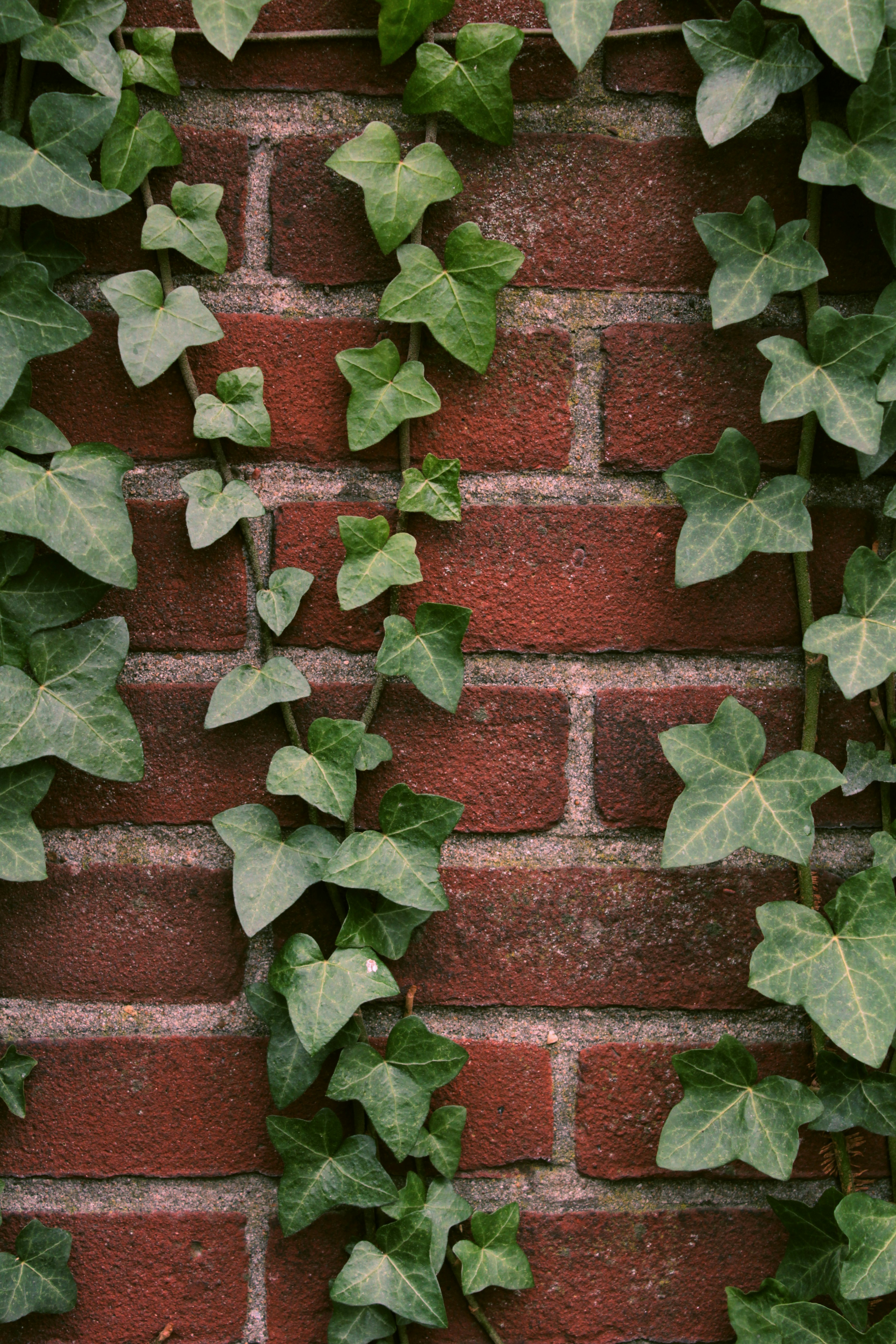 Green ivy climbing on red brick wall | green and brown brick wall