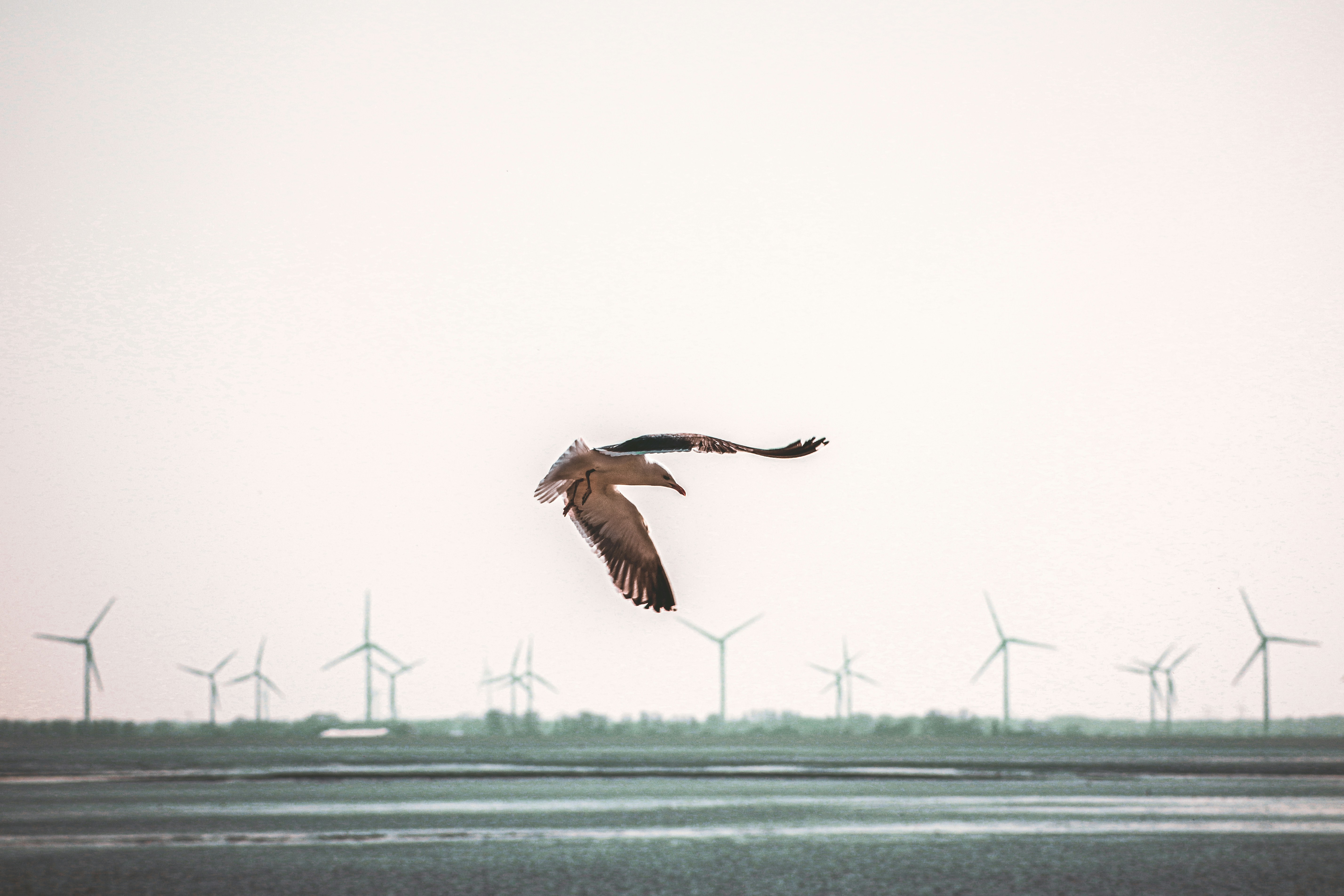 A bird gliding gracefully over a landscape dotted with wind turbines, showcasing the harmony between wildlife and renewable energy. 