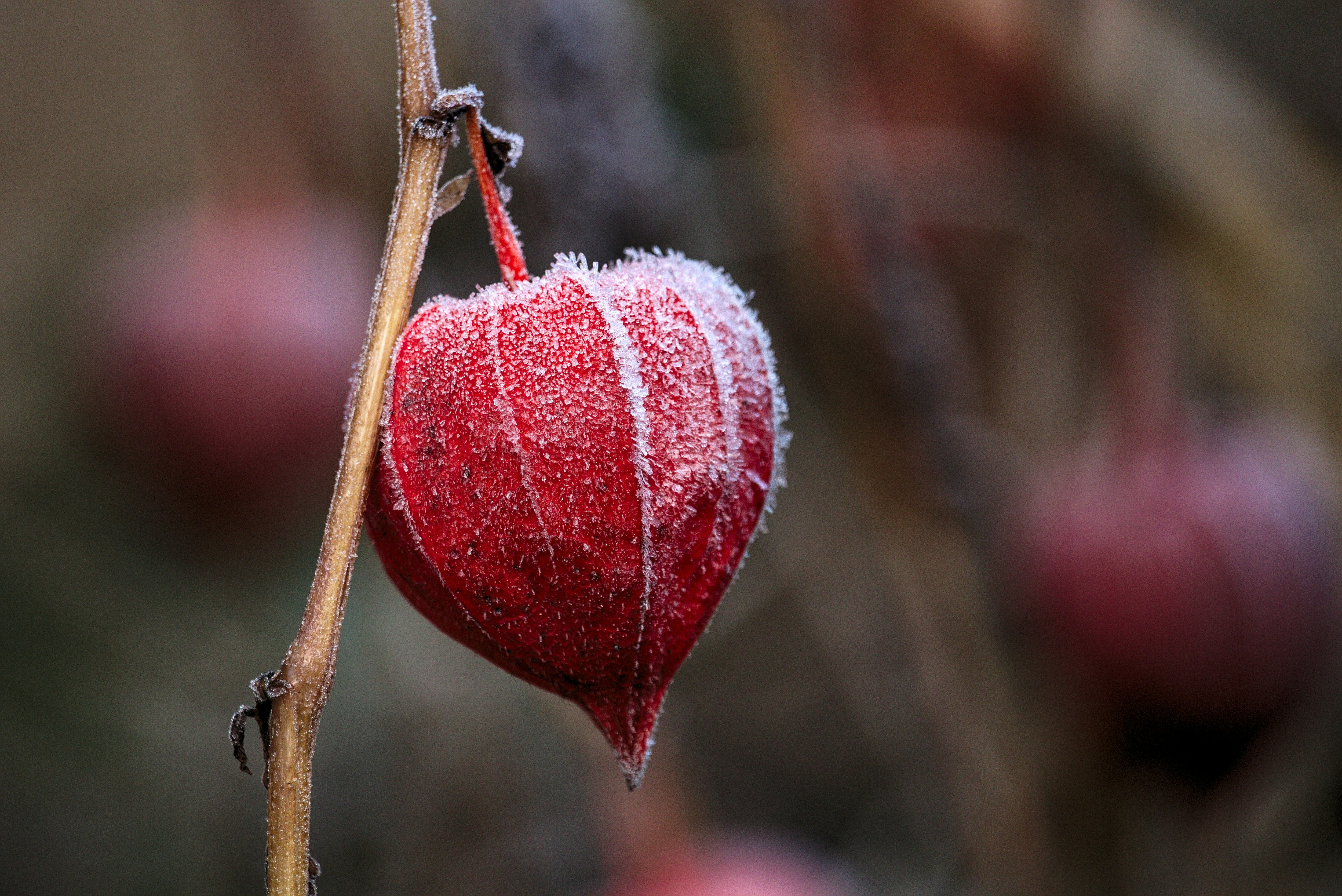 Frost-covered red physalis hanging from a branch against a soft-focus background.