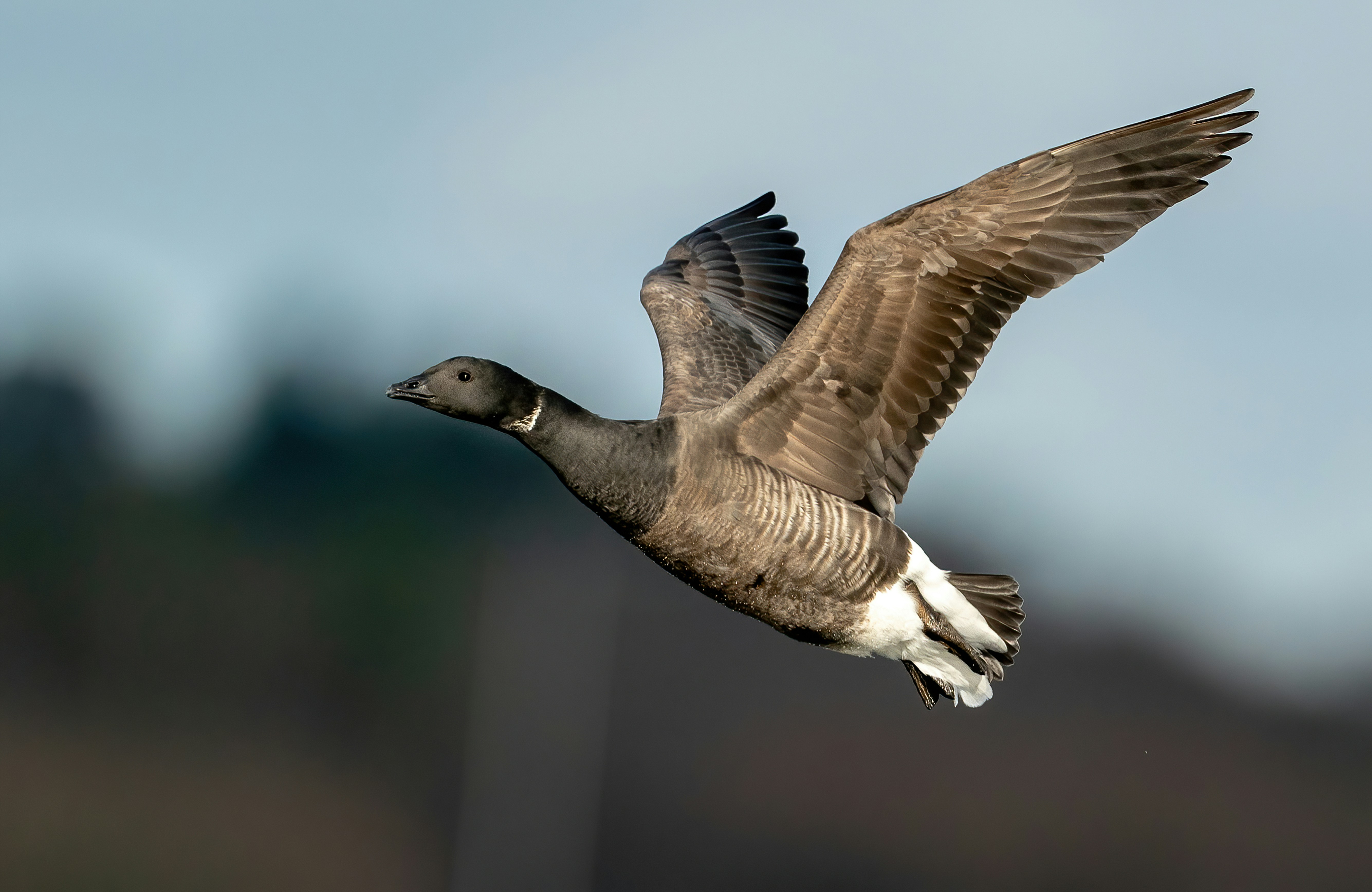 Foto Pato marrón y blanco volando – Imagen Pájaro gratis en Unsplash