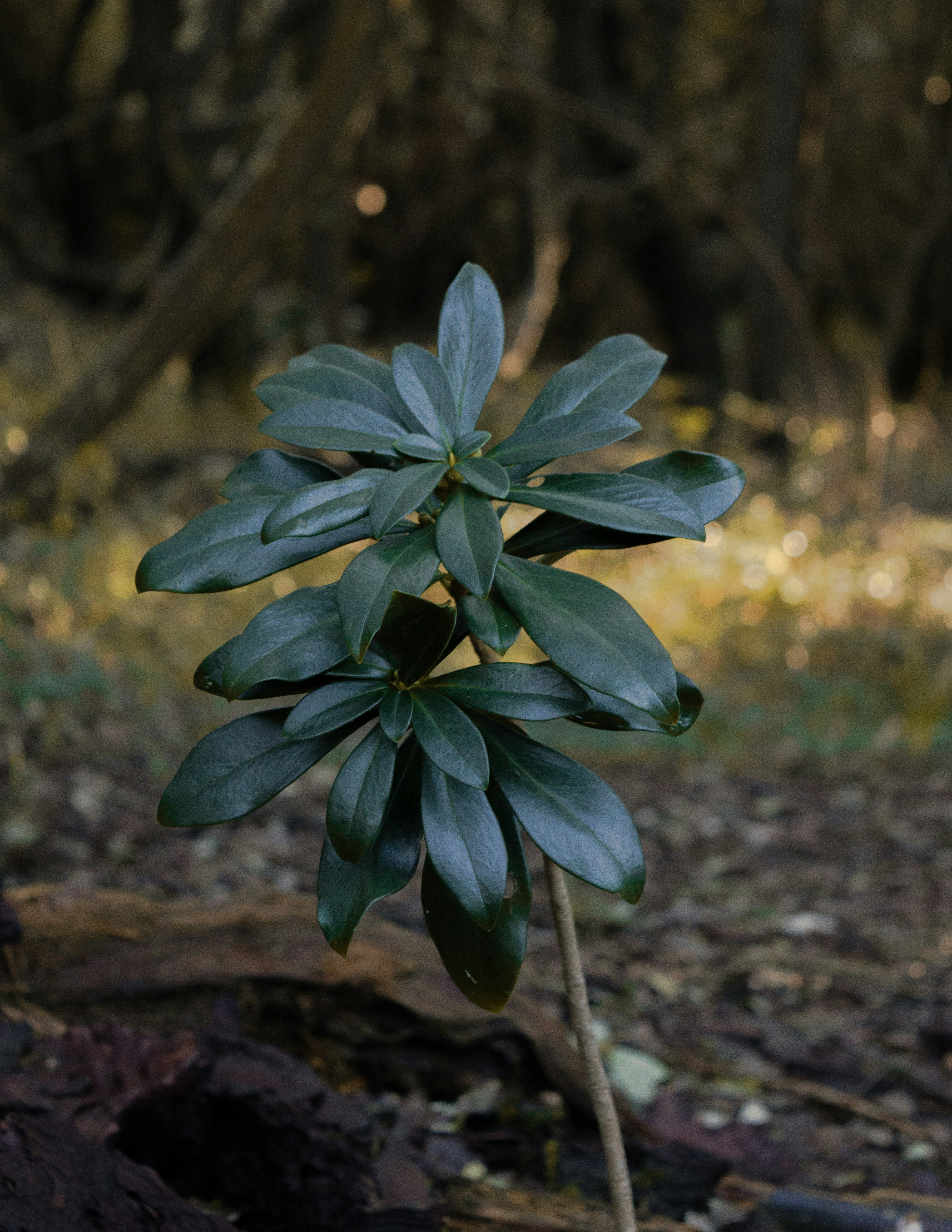 Whispering Leaves: a lone shrub in a forest’s soft evening glow