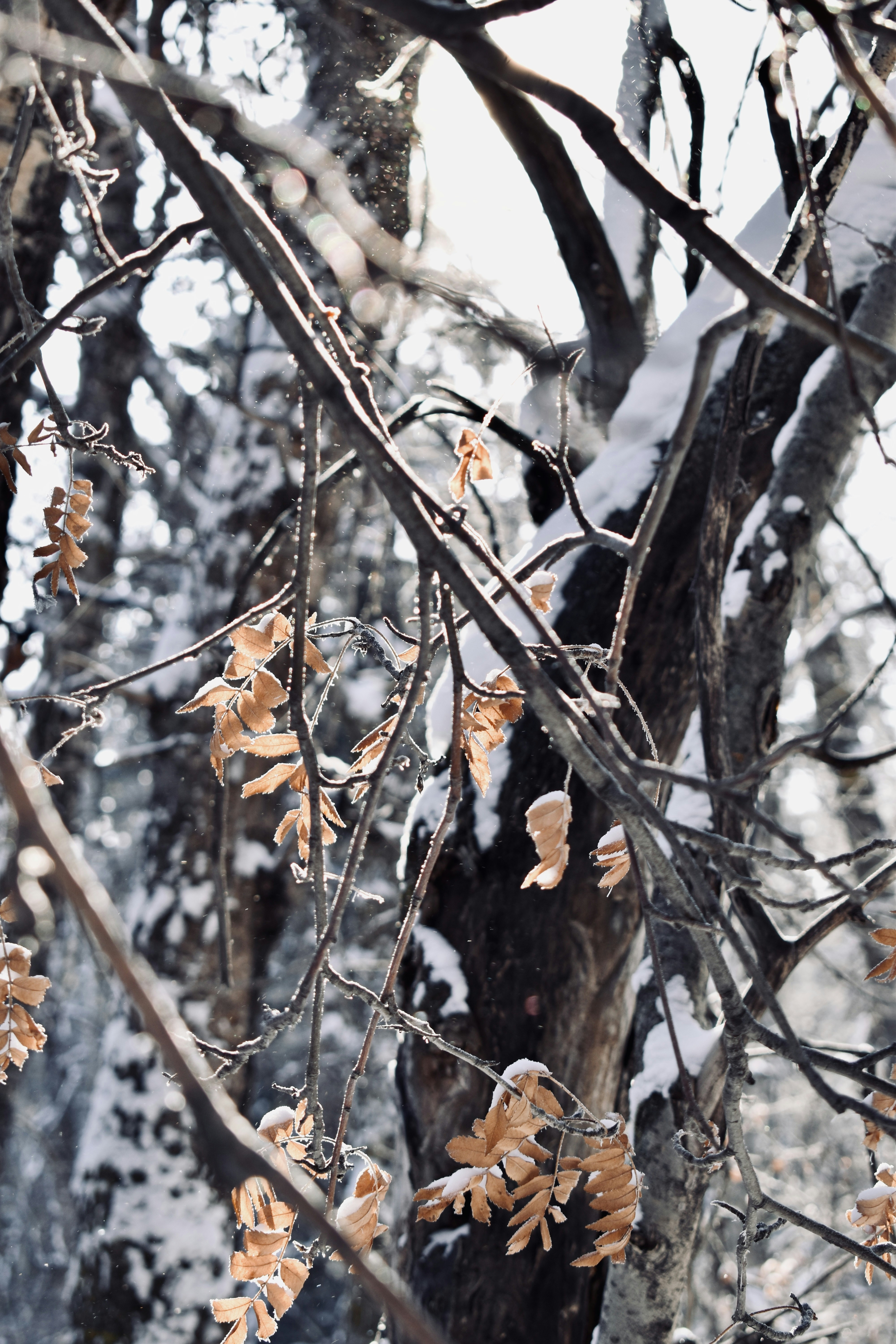 Leaves in winter.