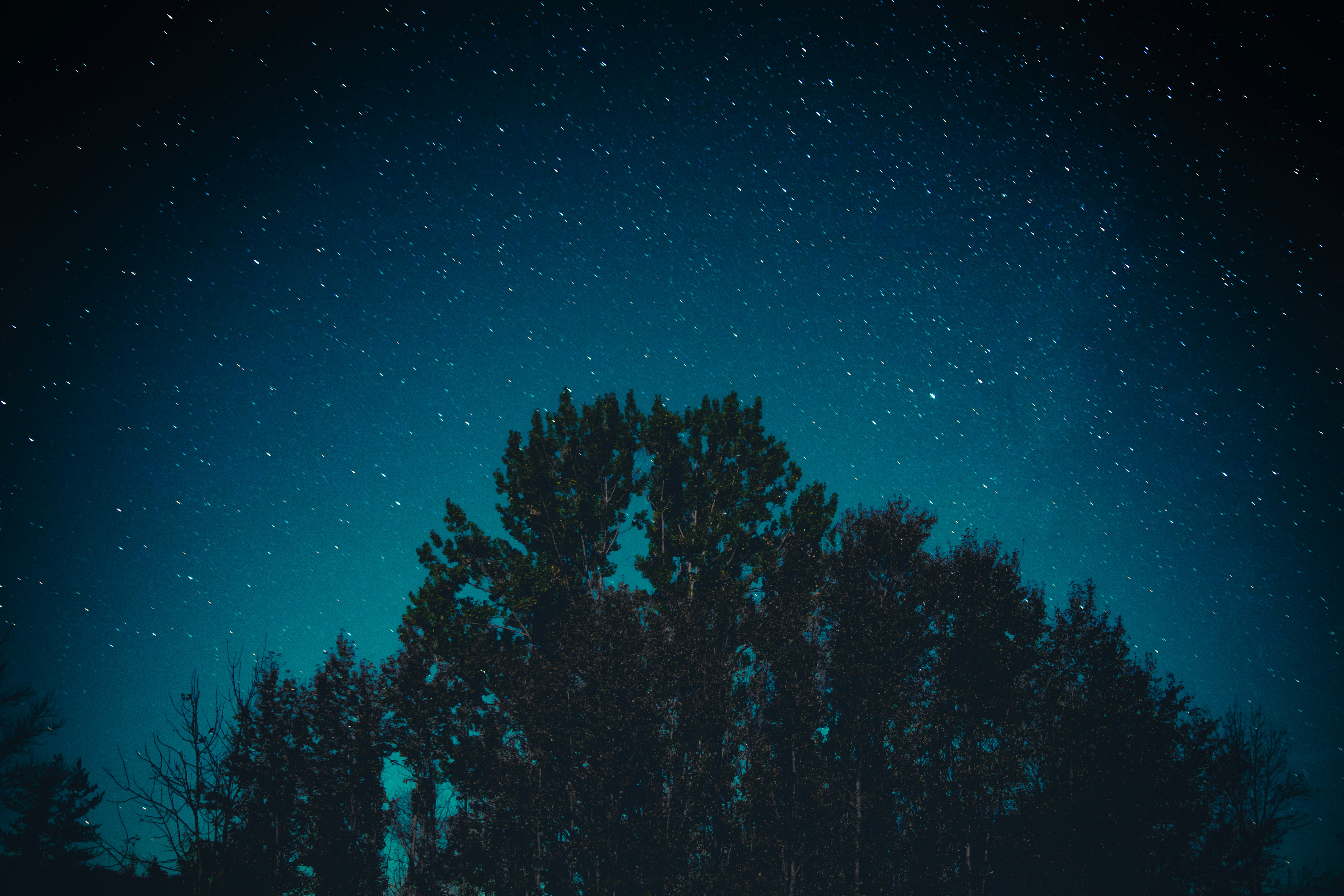 Green pine trees under blue sky during night time photo – Free ...