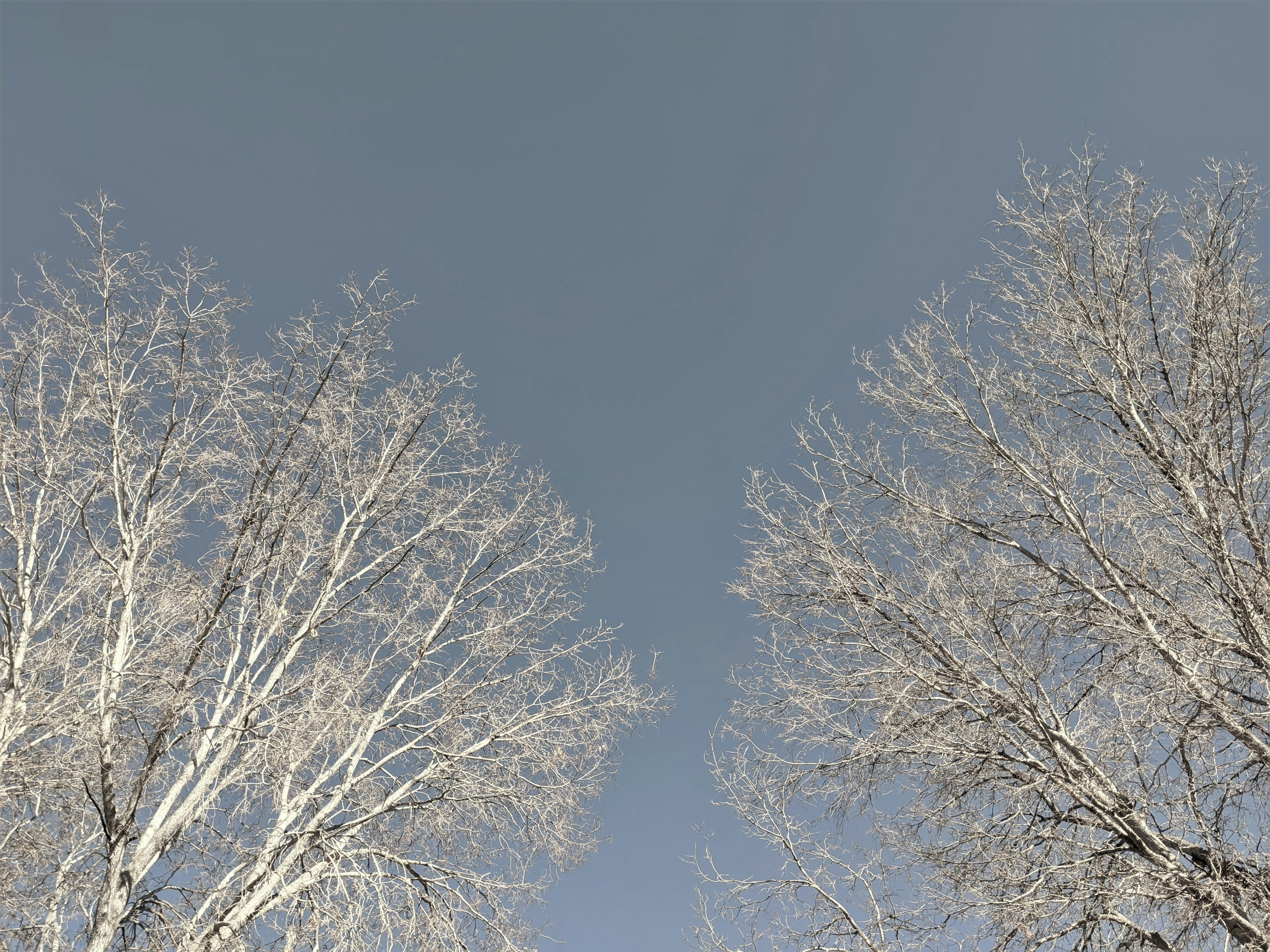 Frost-covered trees reaching towards a gray sky, creating a serene winter landscape. The intricate branches contrast beautifully with the muted backdrop.