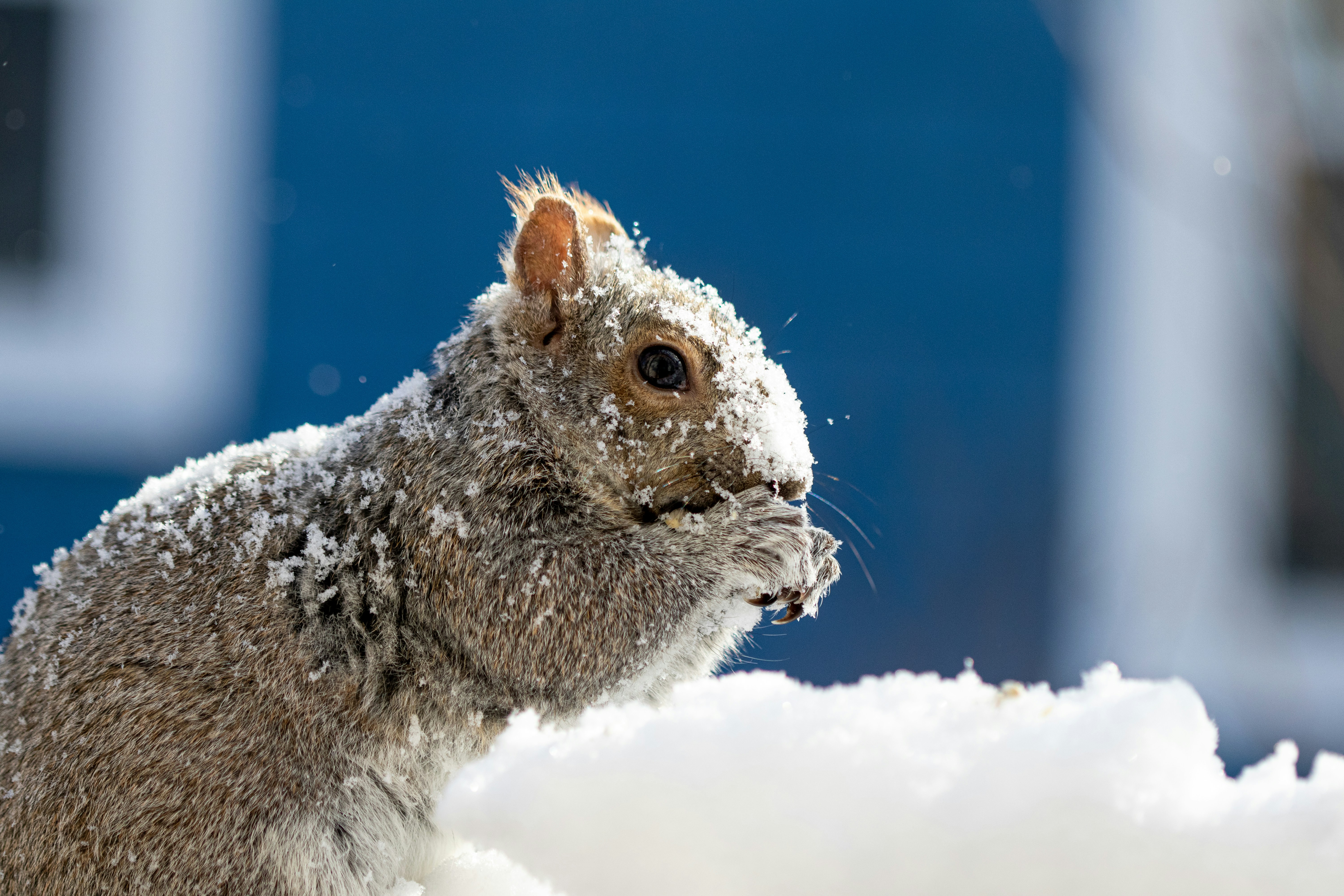 Snowy Squirrel, Close-Up: Frosty Fur and Curiosity