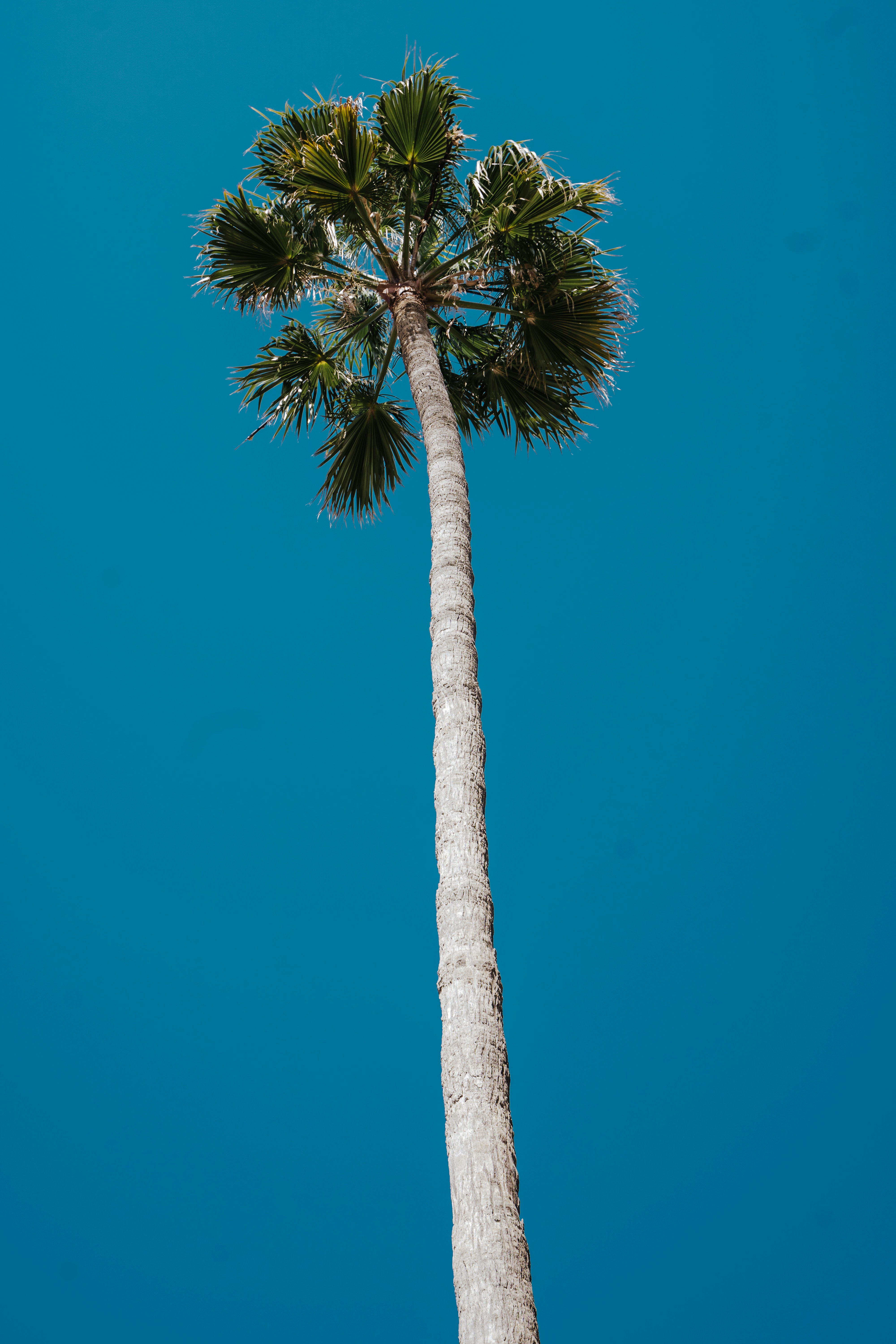 Azure Crown: Lone Palm Reaching Toward the Sky