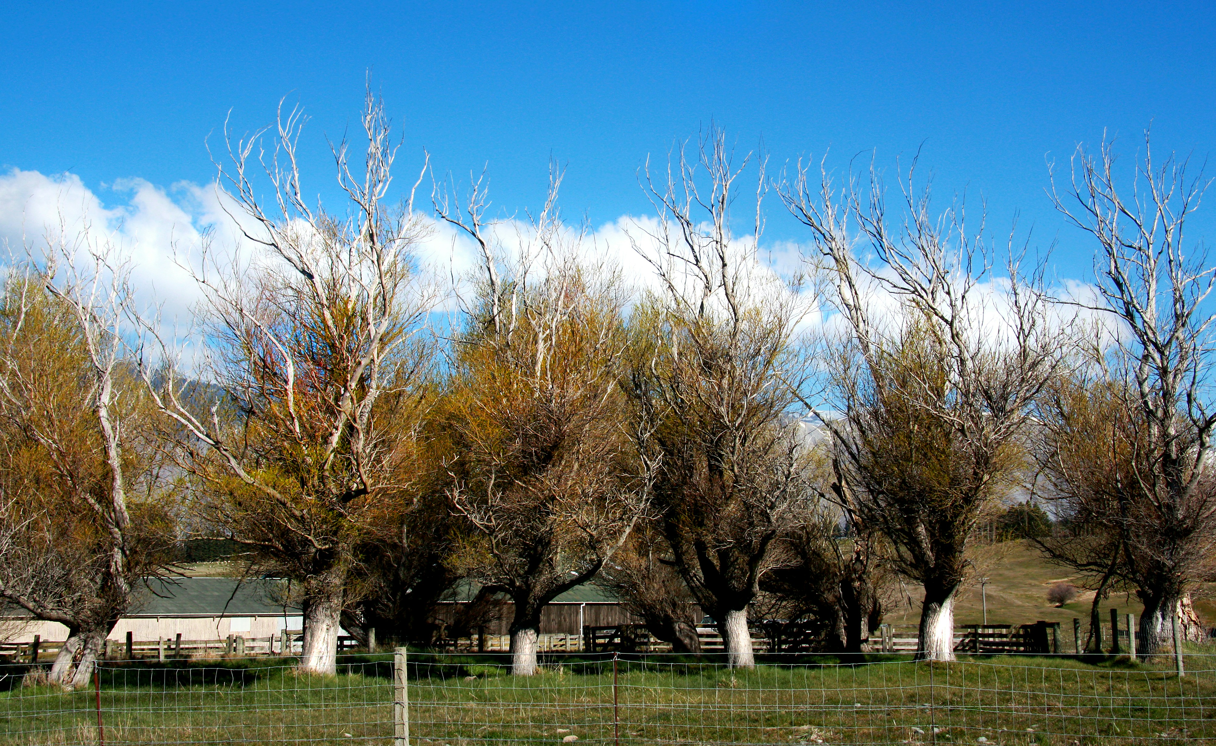 A row of trees with white trunks and many bare branches. Behind them is a mountain range with a row of fluffy white clouds.