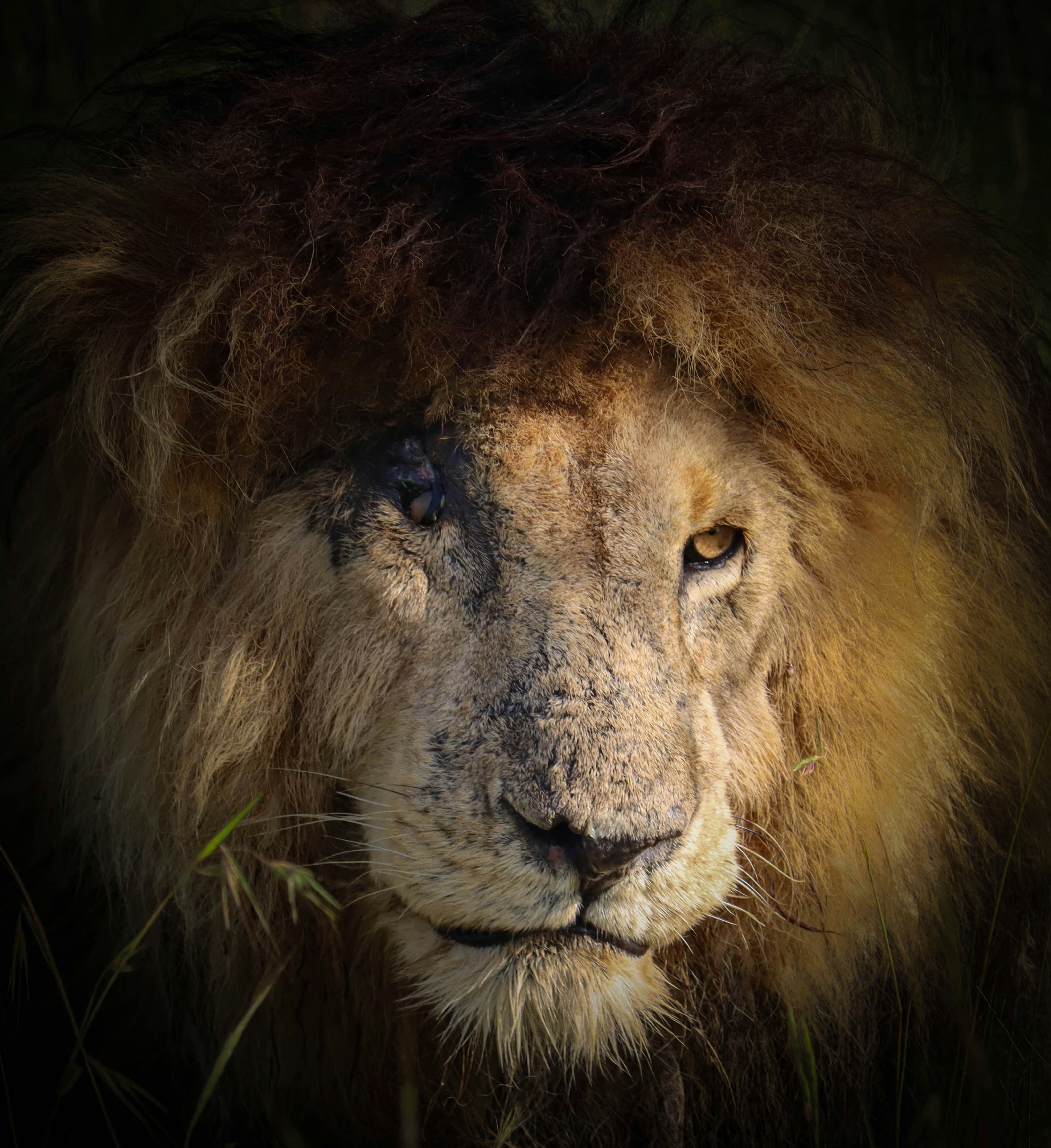 500+ Lion Face Pictures | Download Free Images & Stock Photos on Unsplash
