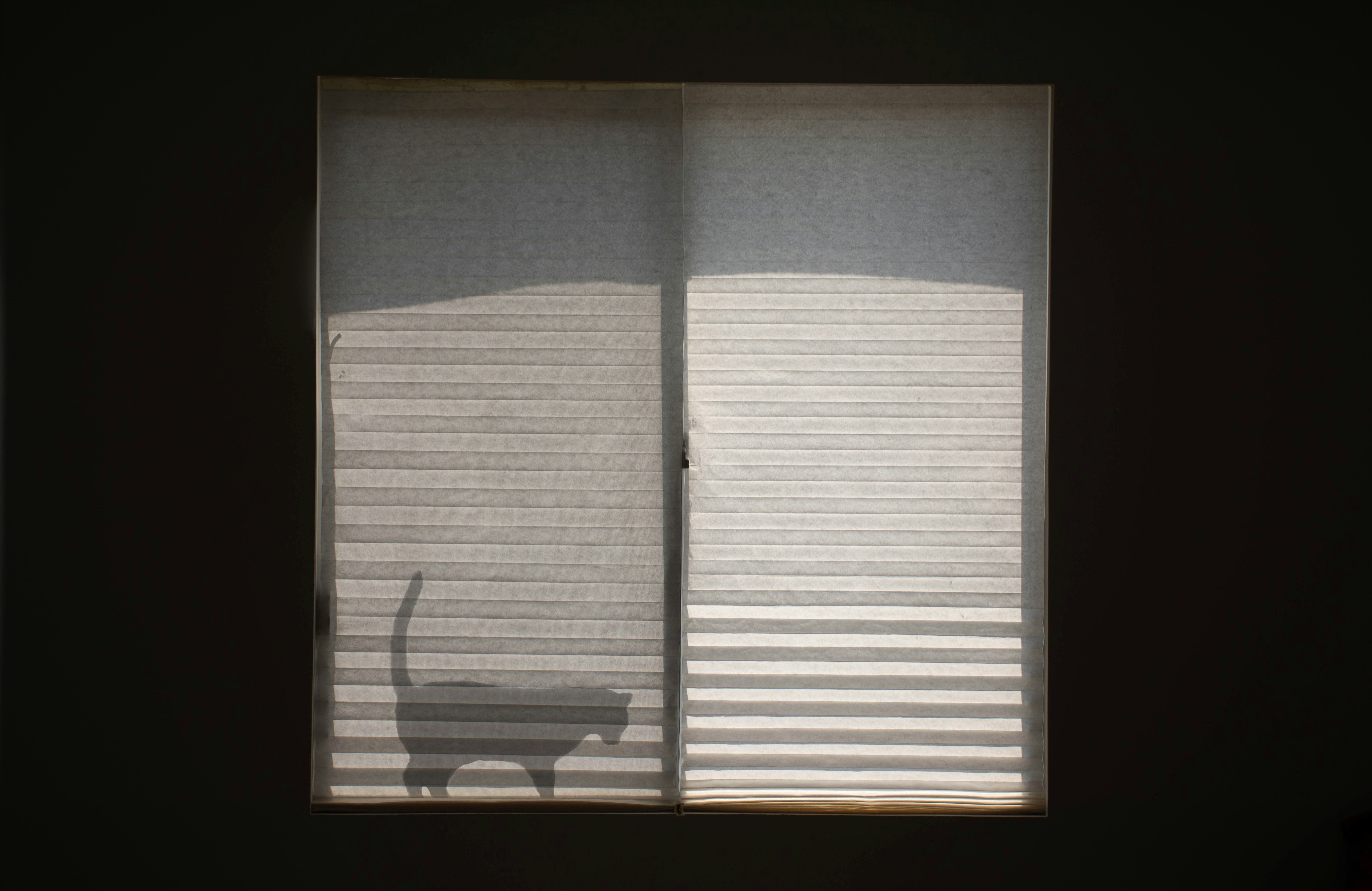 Cat Shadow on Window Blinds: A Quiet Geometry of Light