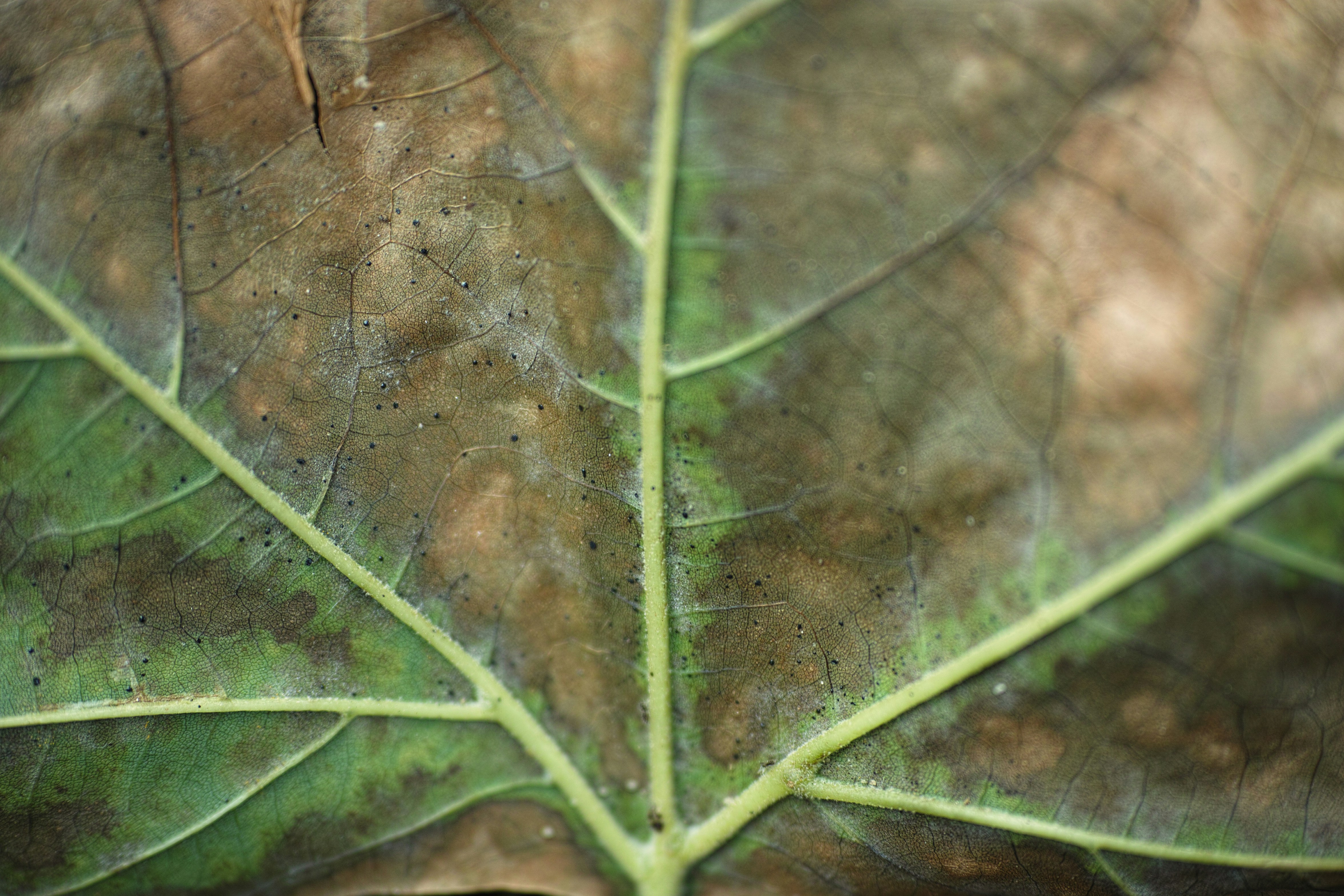Close-up of a leaf showcasing its intricate vein structure and natural textures, highlighting the interplay of decay and vitality.