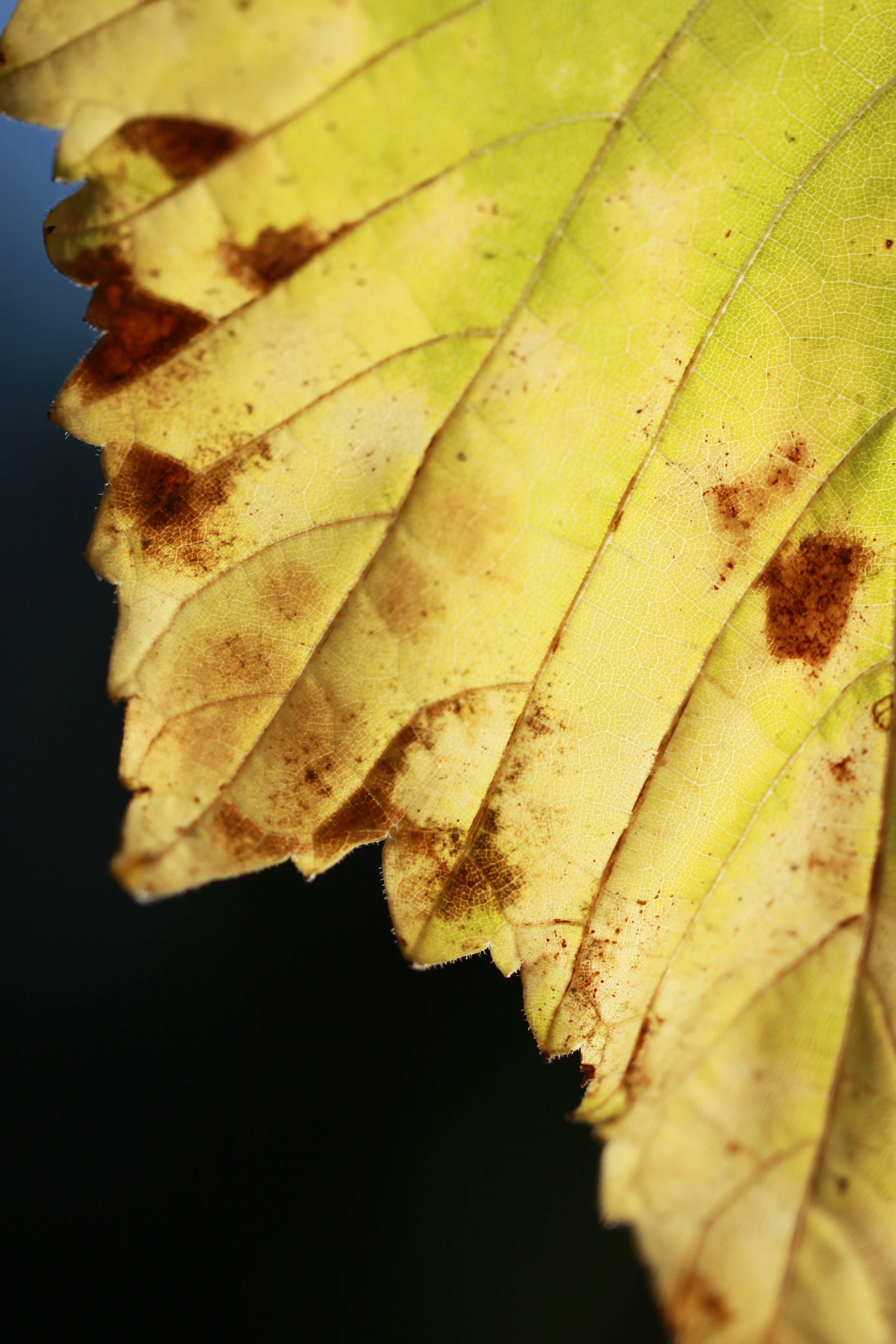 autumn leaf close up