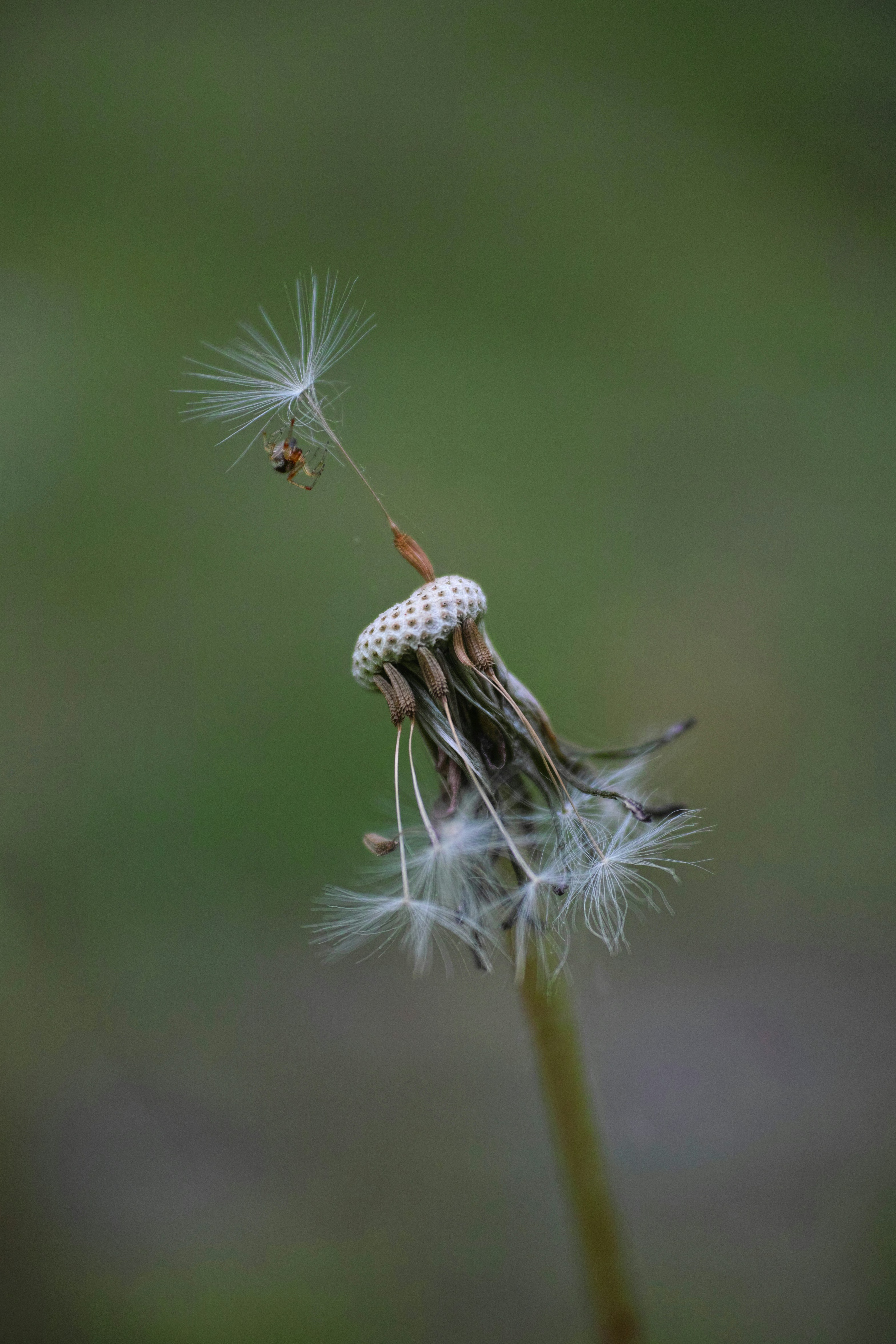 Close-up photograph of a dandelion seed dispersing, its airy filaments catching the breeze against a soft green background.