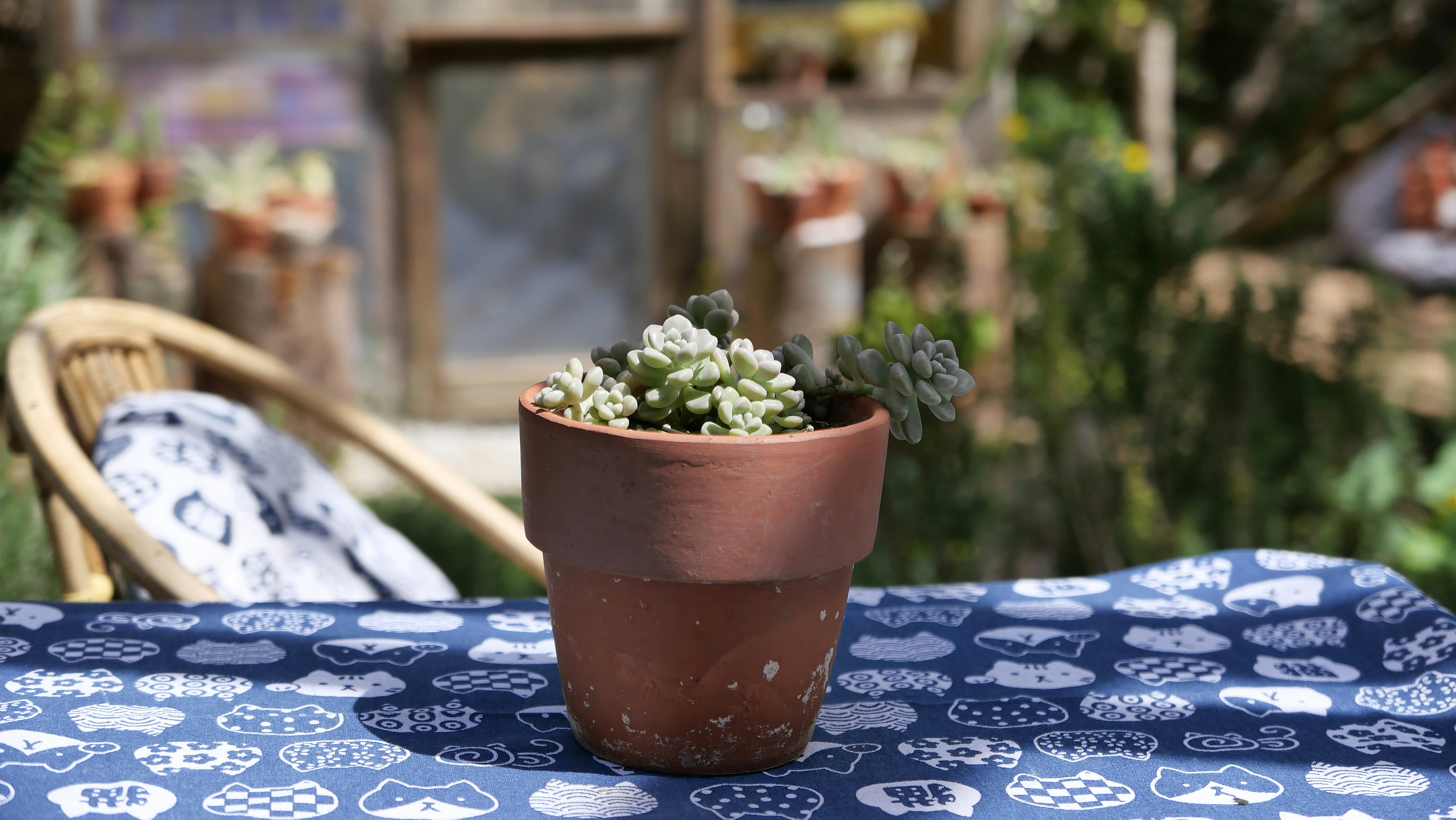 green plant on brown clay pot