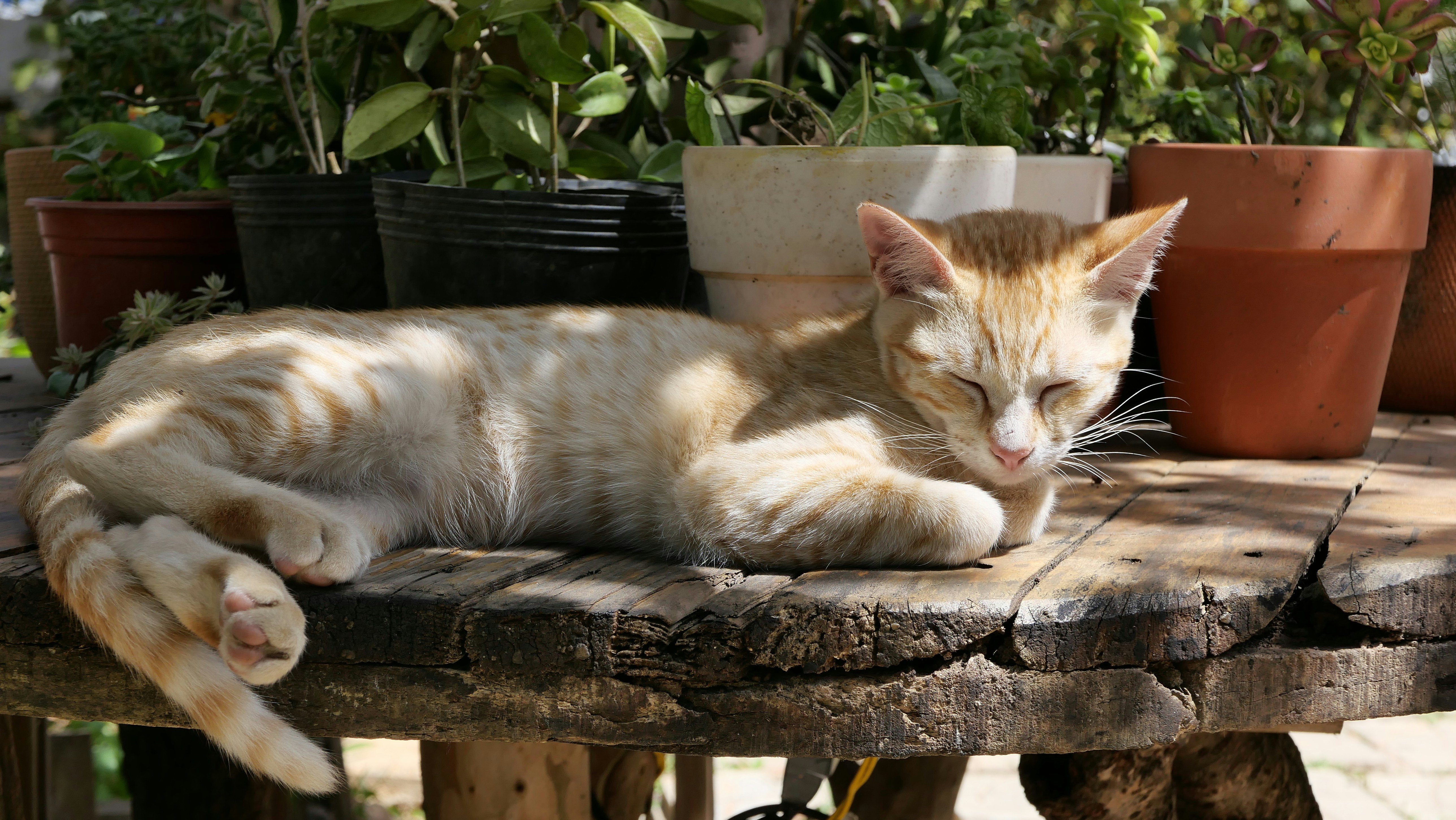 A relaxed orange tabby cat dozes peacefully on a rustic wooden table surrounded by potted plants.