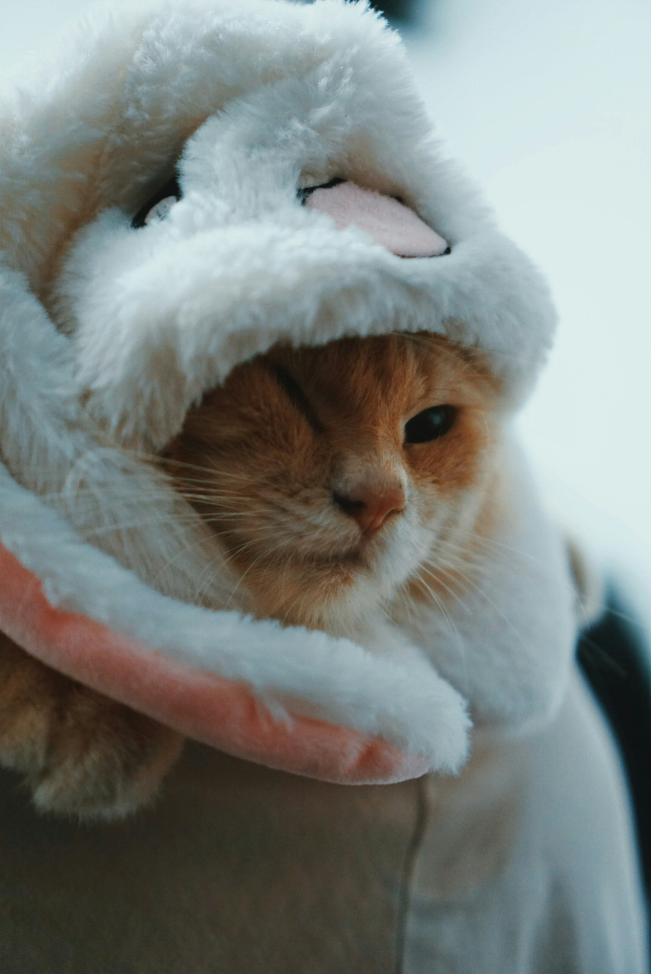 Cozy Face-Pierced by Plush, a Cat Burrowed in Fluffy Winter Hood