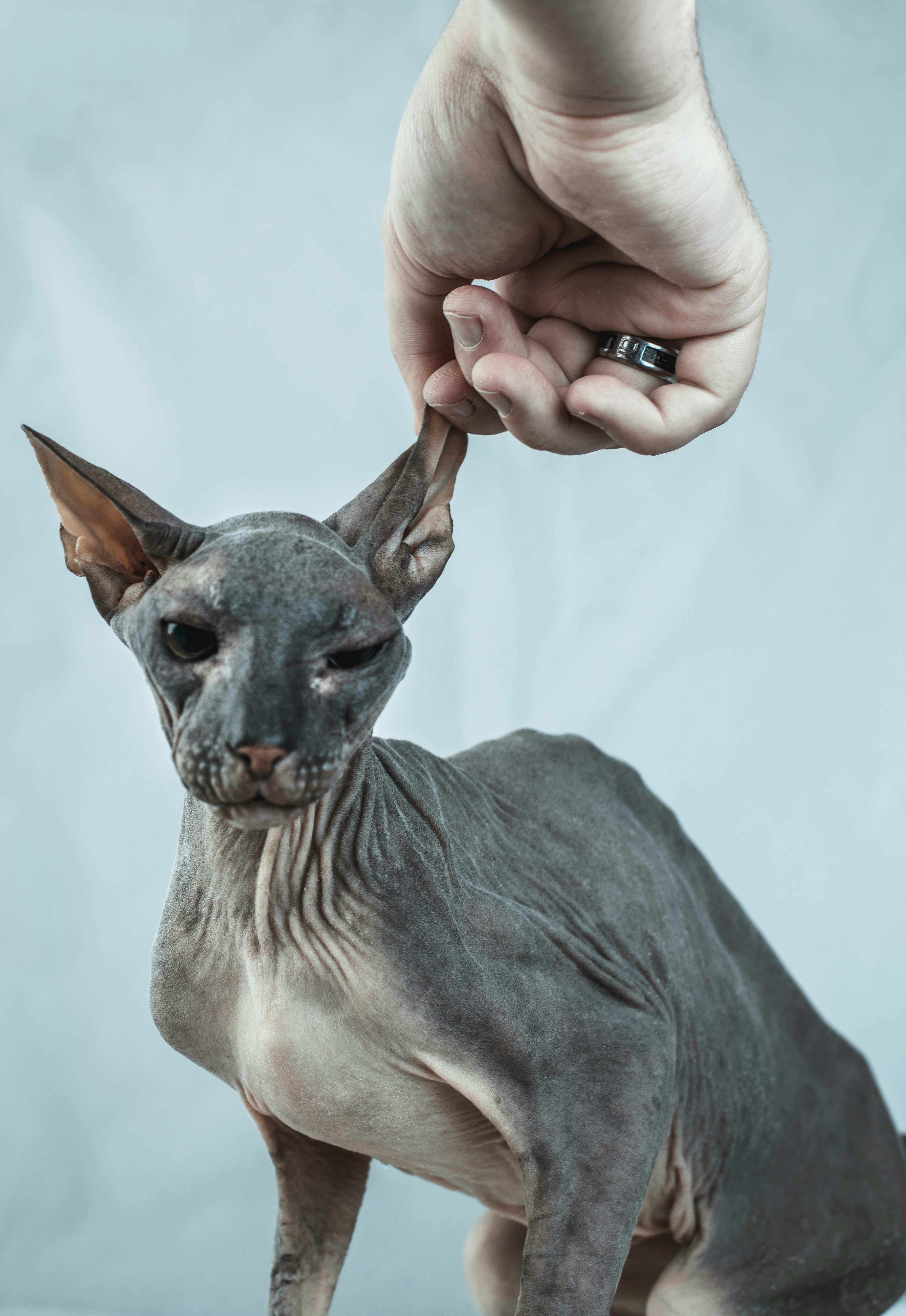 Hand Meets Ears: A Portrait of a Sphinx-like Sphynx as Human Hand Gently Grabs from Above