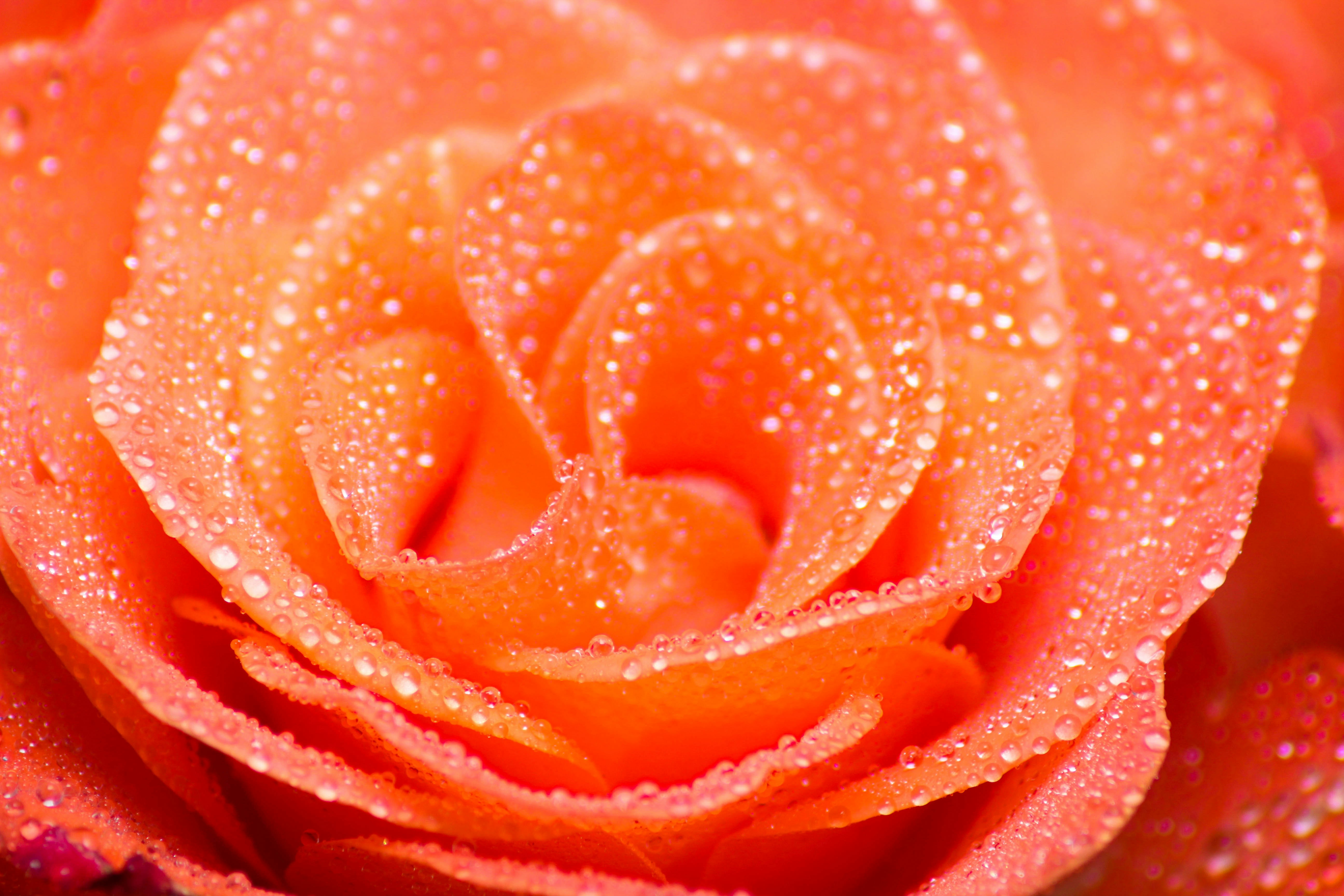 Orange Roses Images