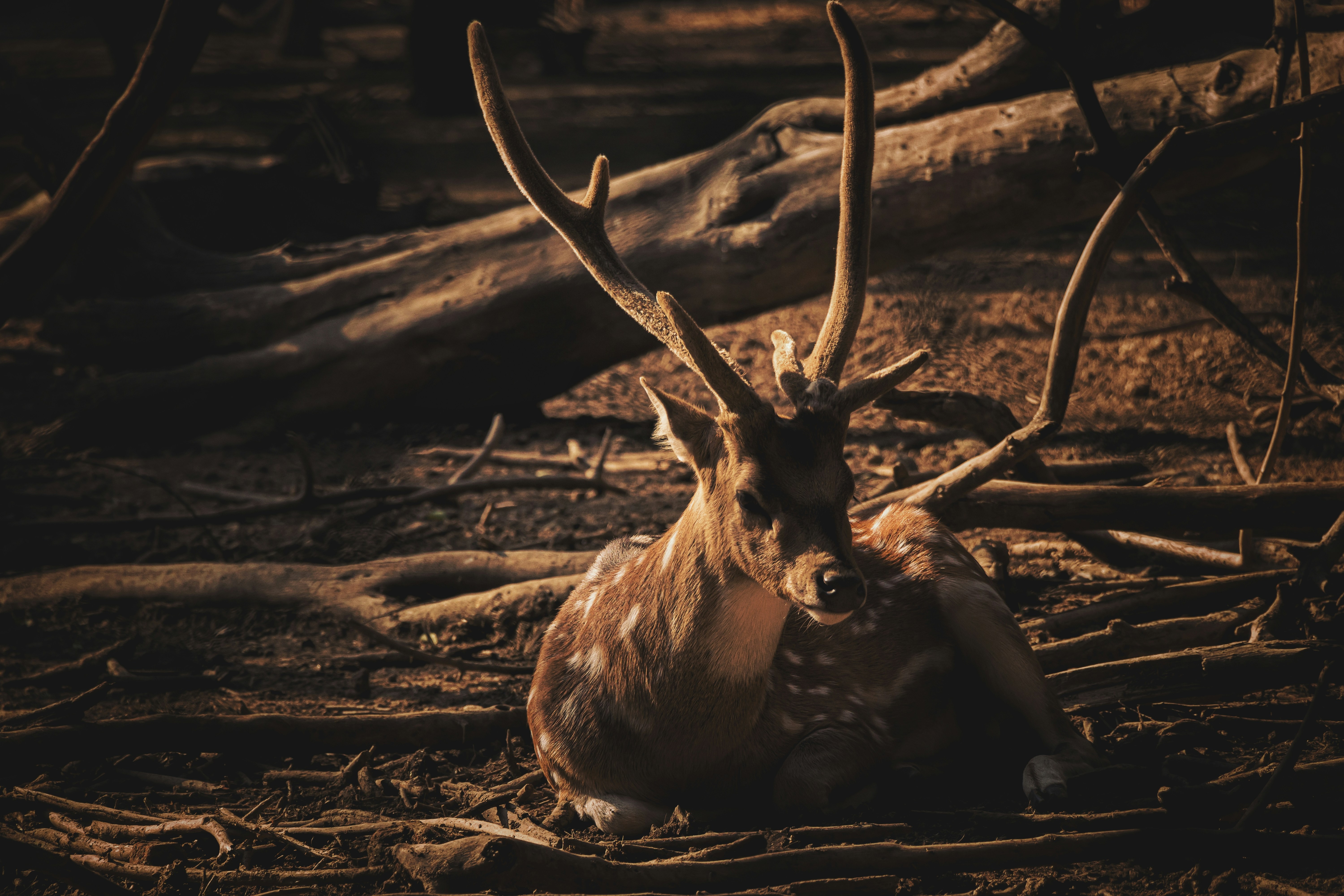 Deer resting among fallen branches in a sun-dappled woodland.