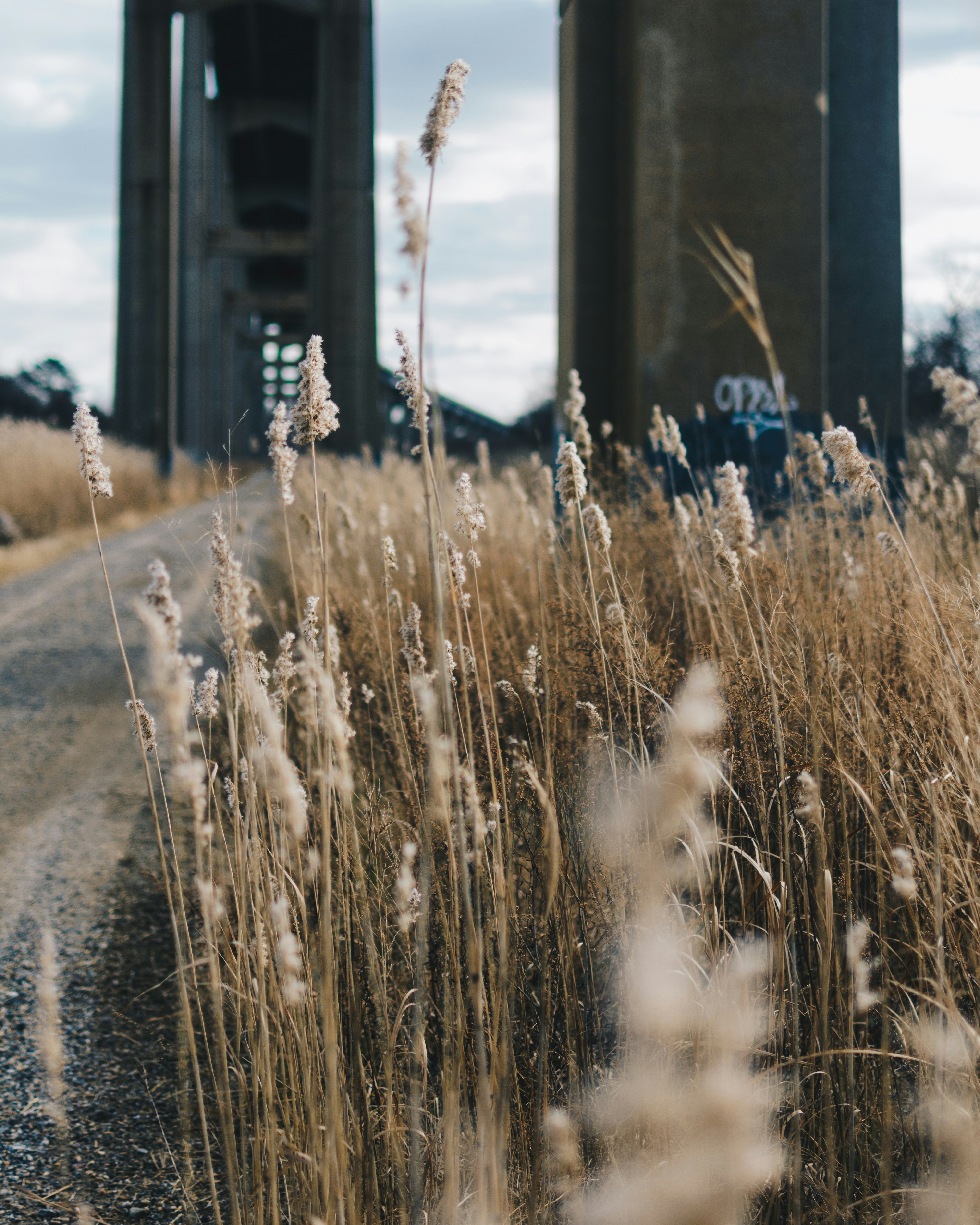 Tall grasses sway gently along a dirt path leading to a towering structure, hinting at forgotten stories of the landscape.