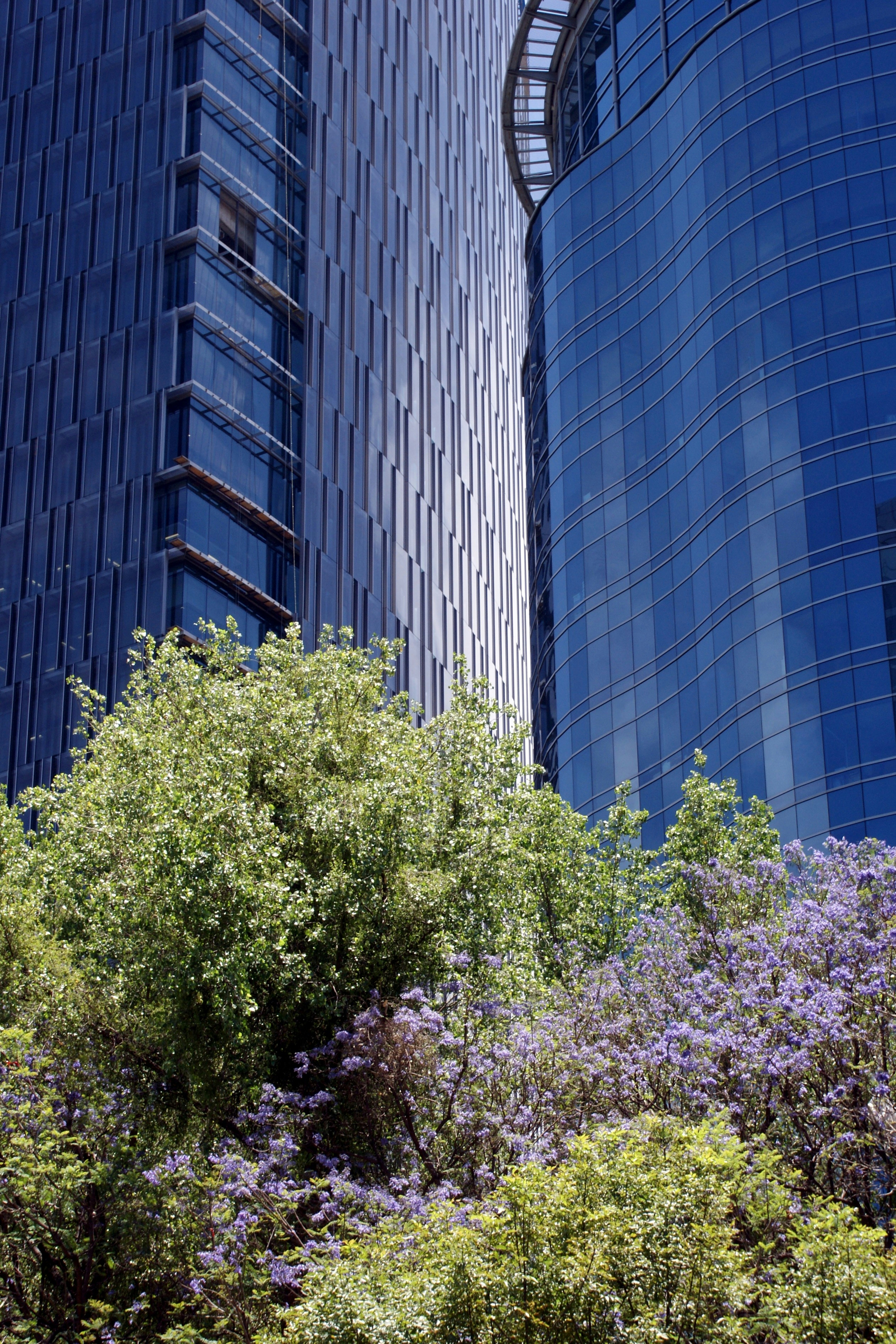 Modern glass skyscrapers rise above lush greenery and purple jacaranda blooms.