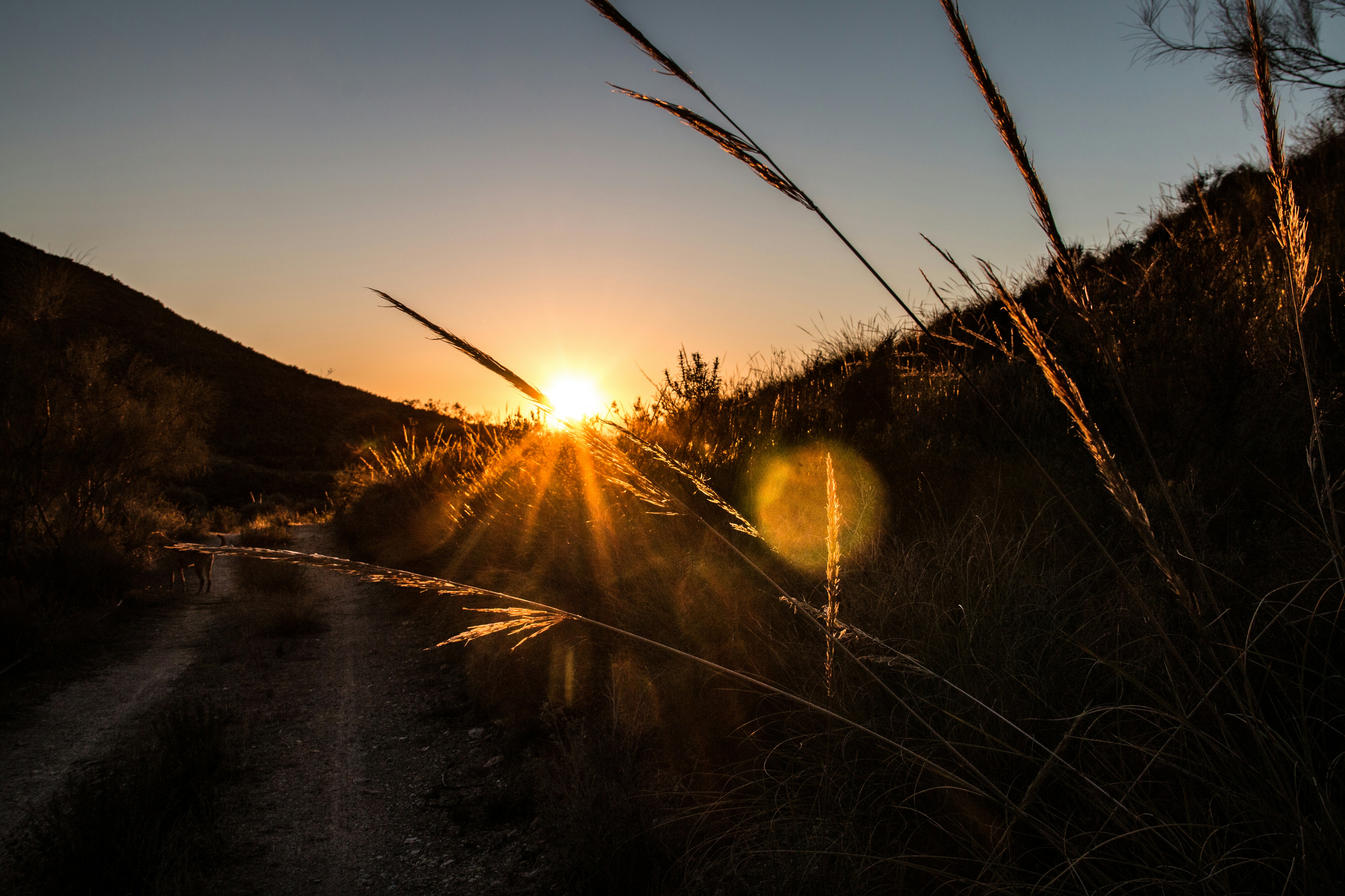 Ridge of Light: Sunlit Grasses at Dusk