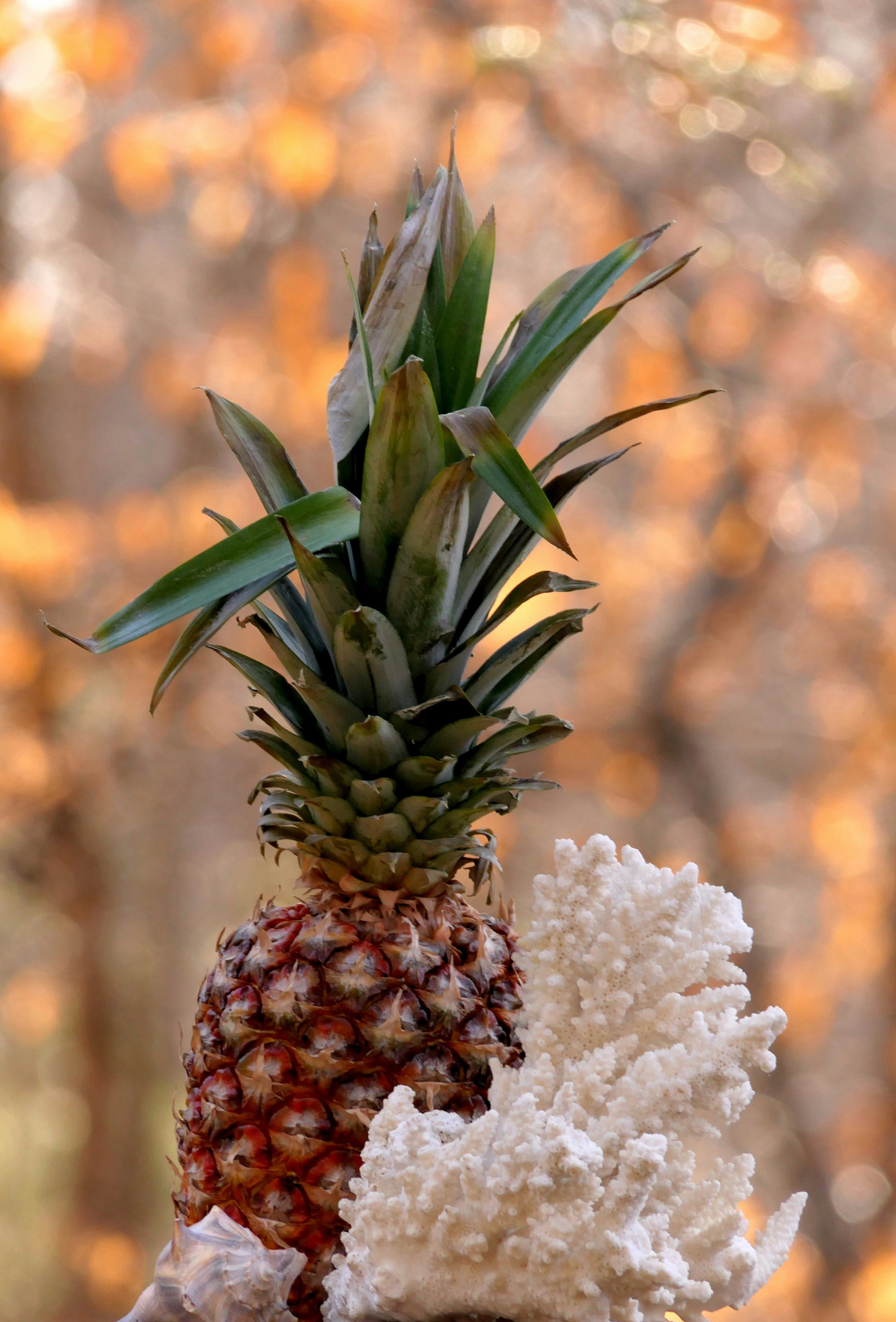 Sunlit Pineapple in a Frosty Embrace