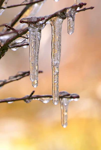 Nature's Crystal Pendants