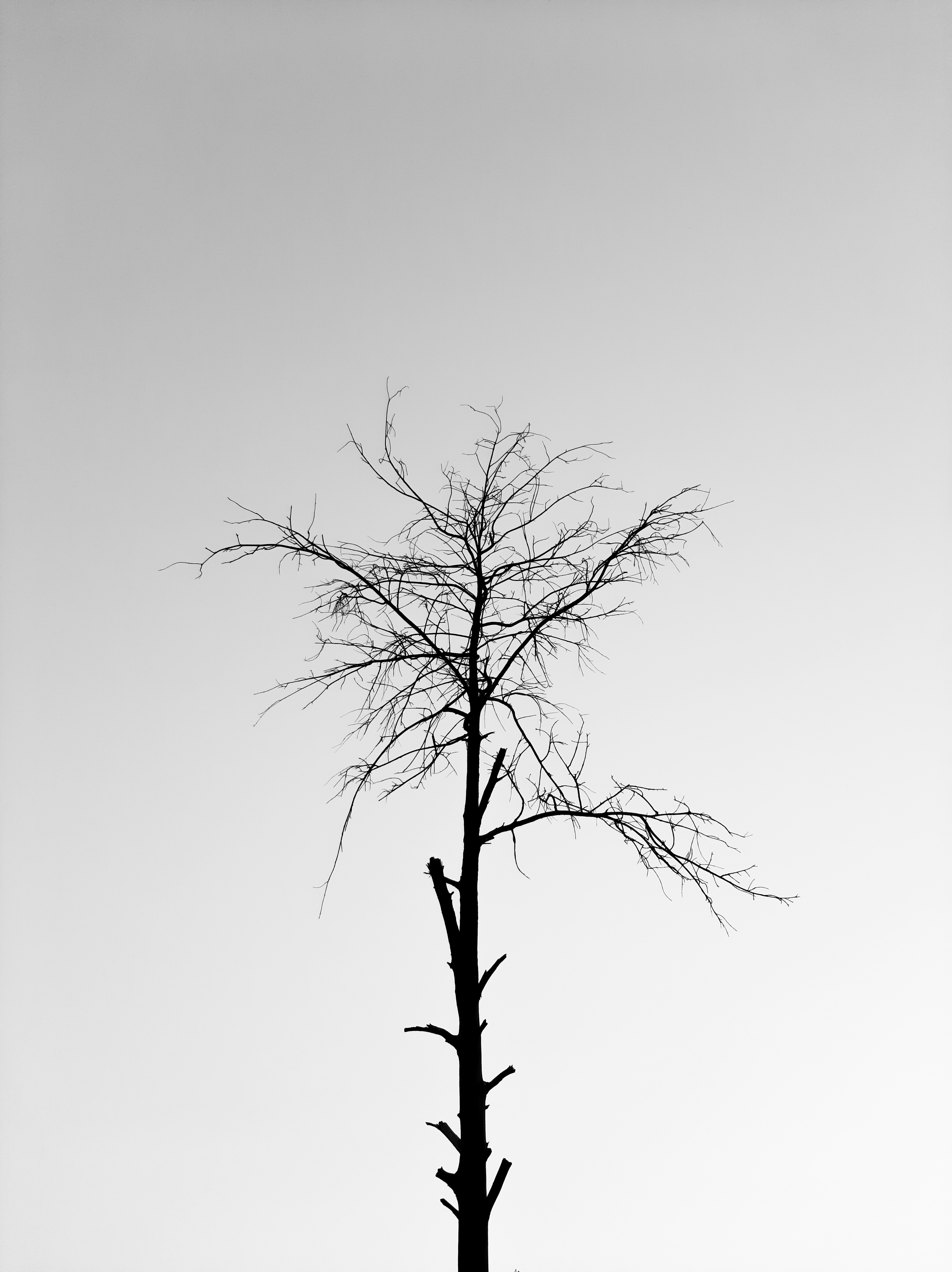 A stark silhouette of a leafless tree against a minimalist background, embodying resilience and solitude.