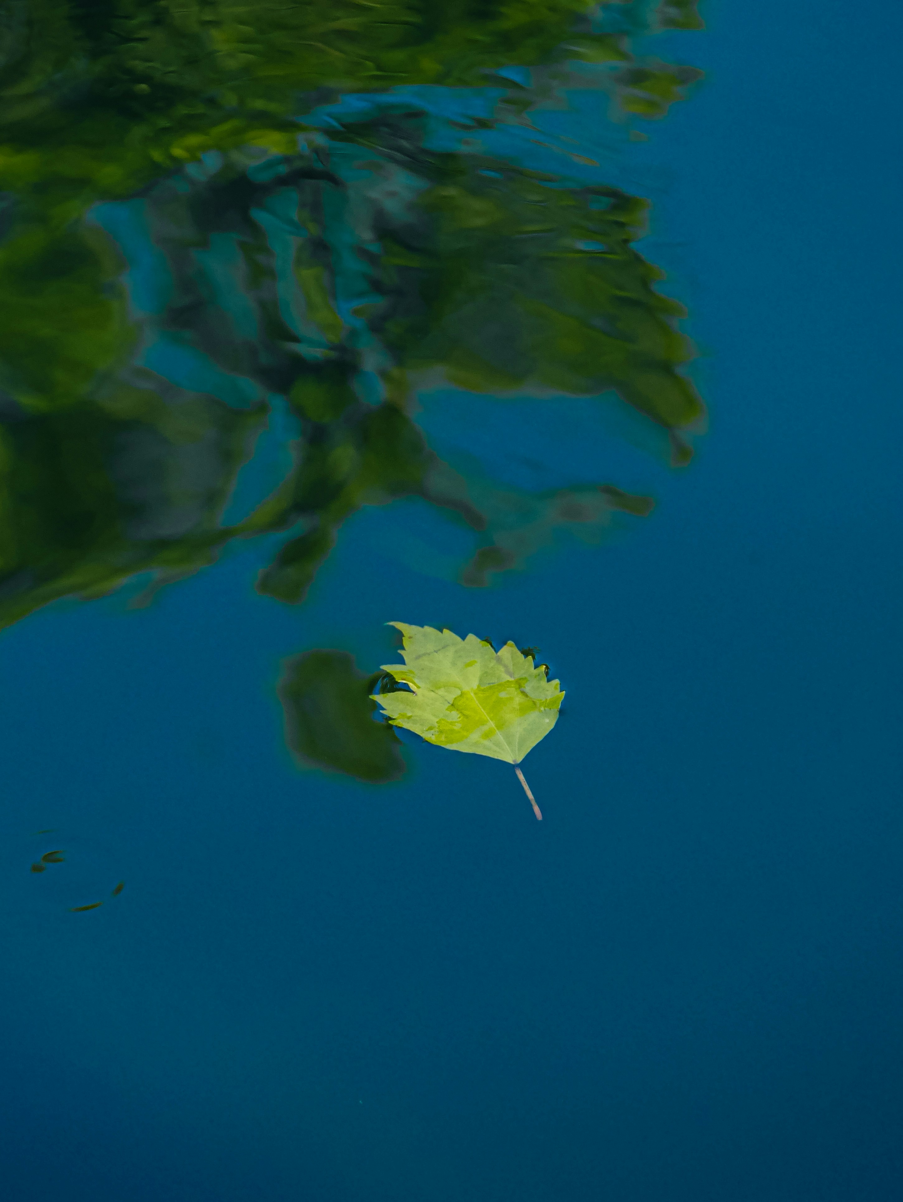 Solitary Green Leaf Adrift on a Velvet Blue Pool
