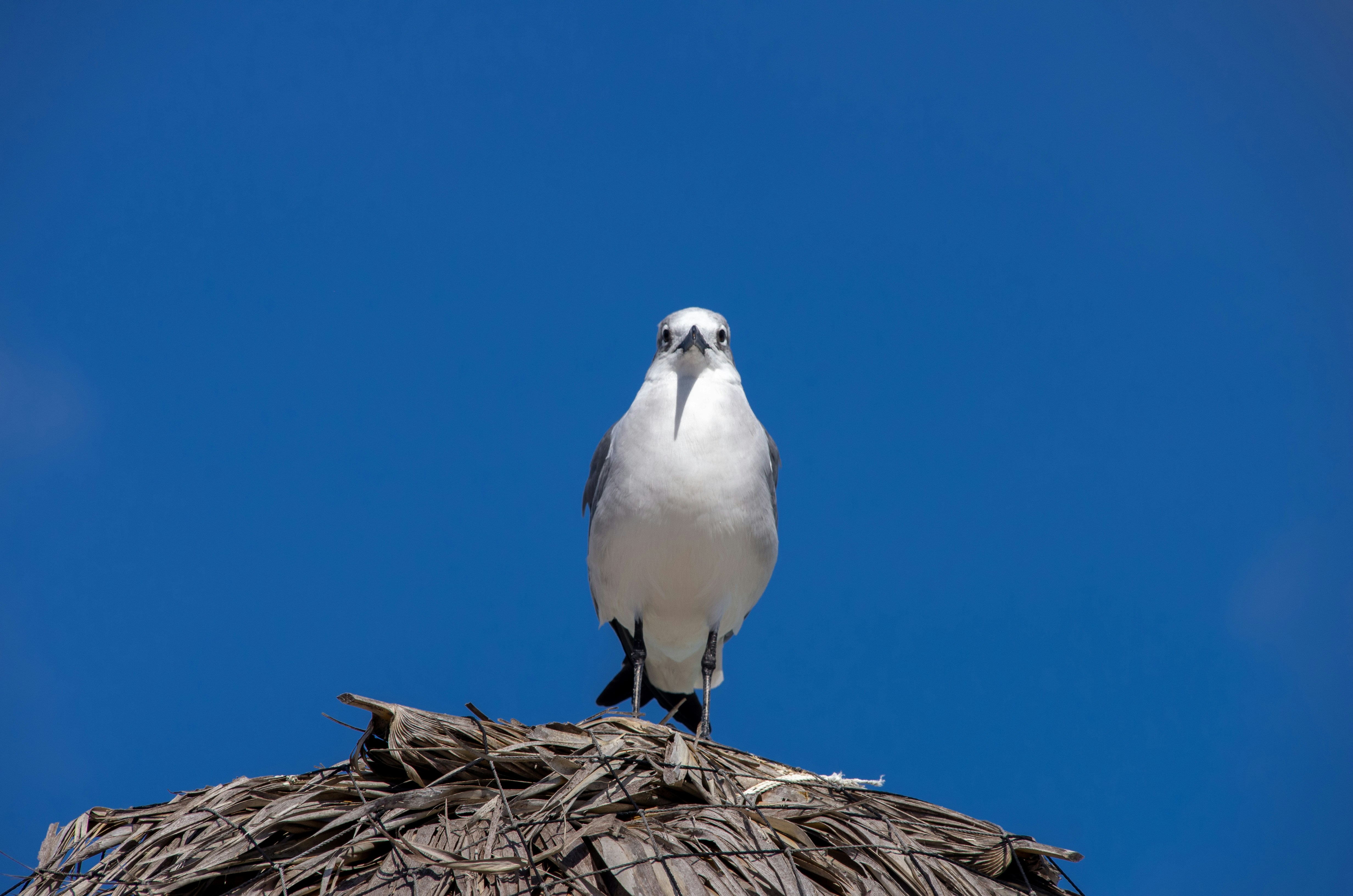 Seabird Sentinel on a Thatch Crown Beneath a Clear Blue Sky