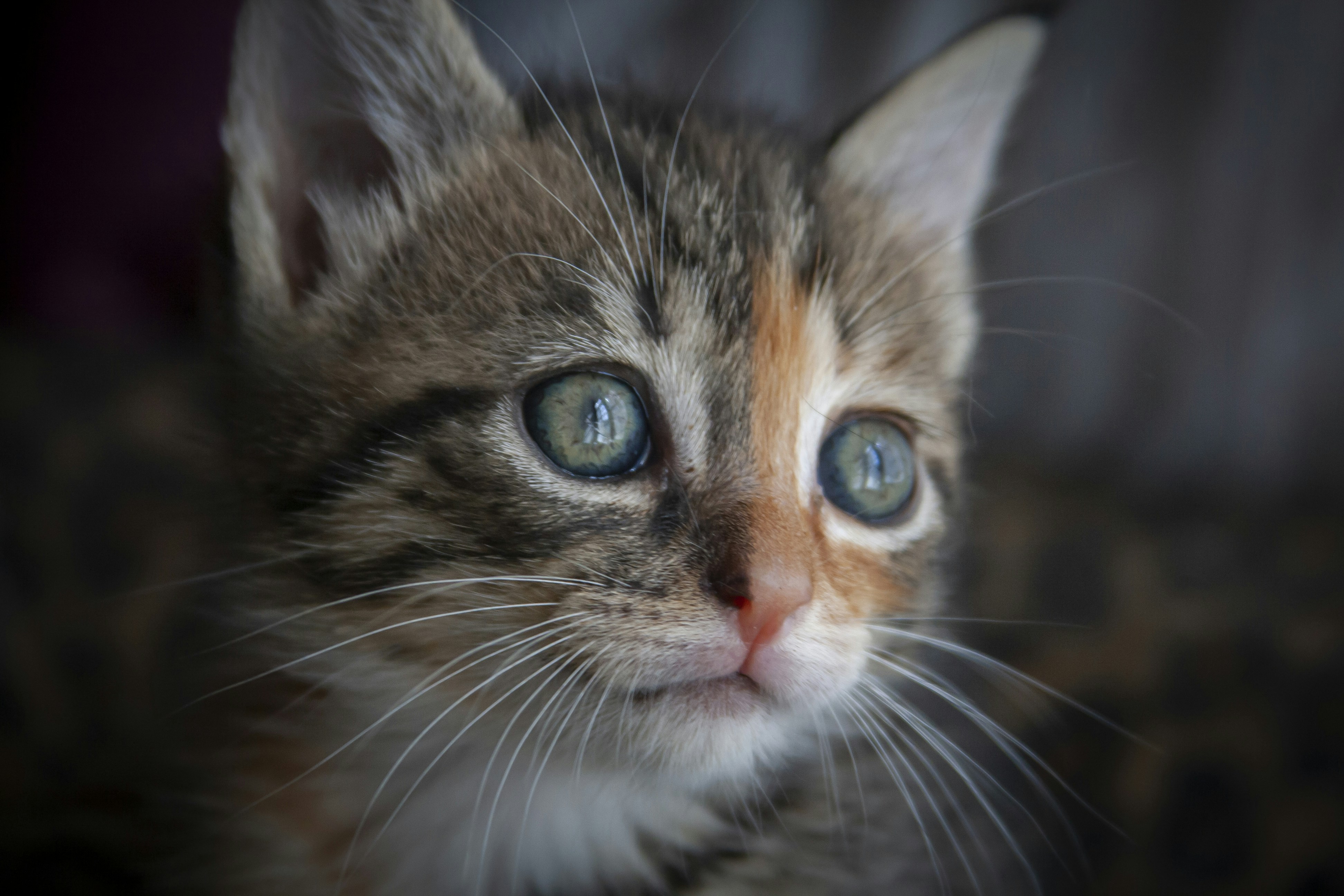 Close-up of a young tabby kitten with striking green eyes, showcasing its inquisitive expression against a softly blurred background.