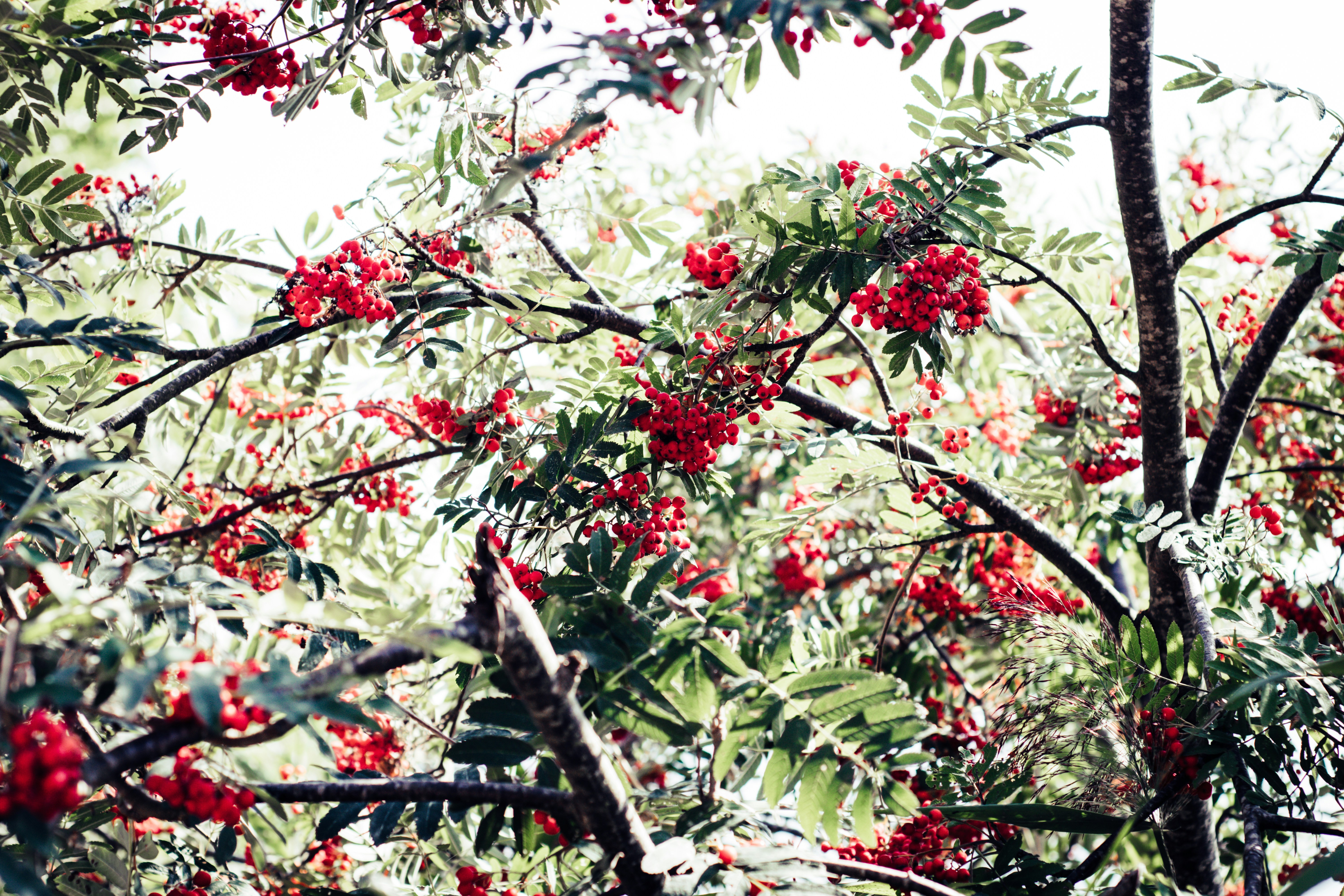 Crimson Lattices: Berries Weave Through a Tangled Green Canopy