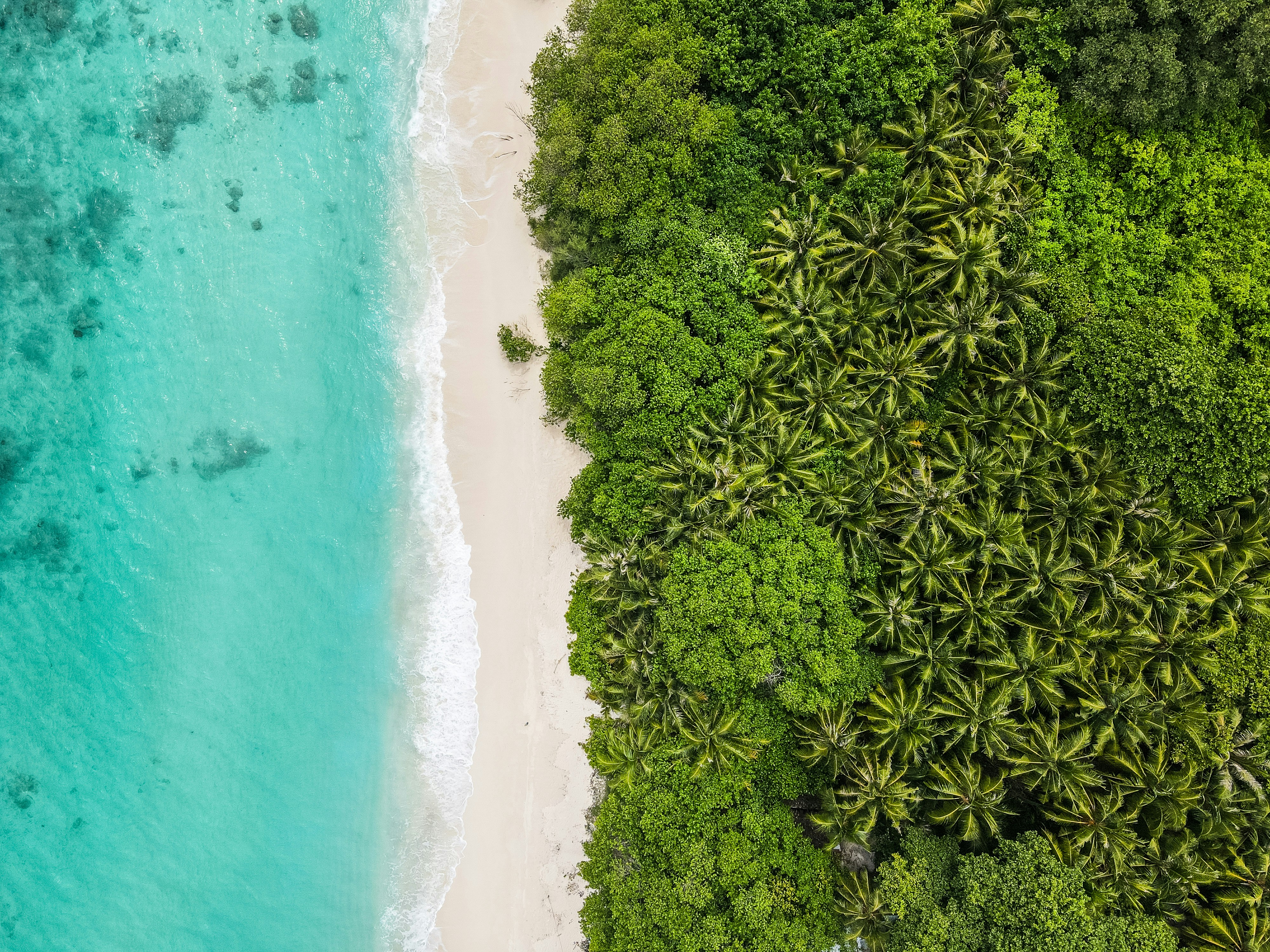 Lush green canopy borders a pristine white sand beach alongside vibrant turquoise waters.