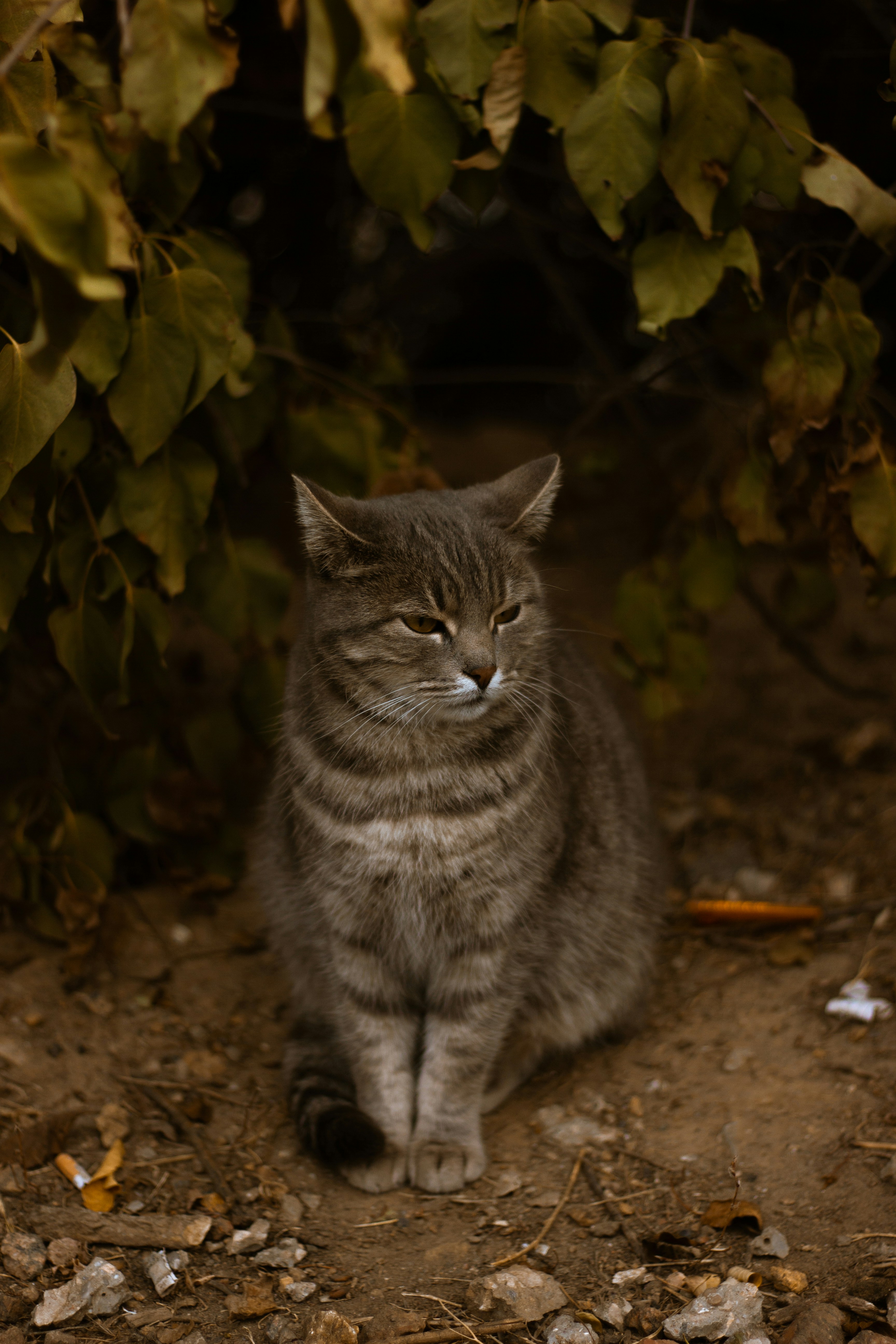 Dusk-Sheltered Cat: Quiet Watcher Beneath Ivy