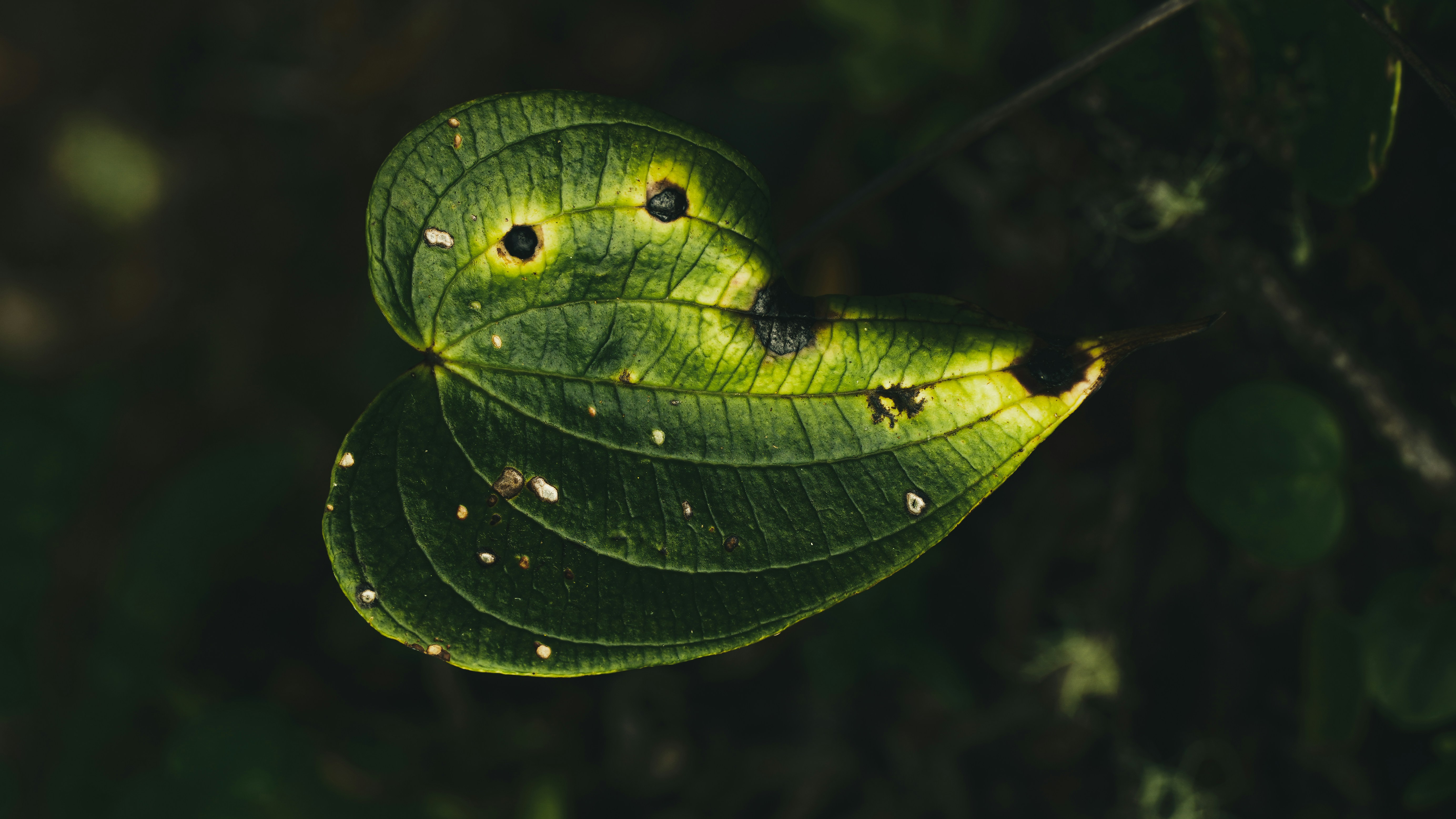 water droplets on green leaf
