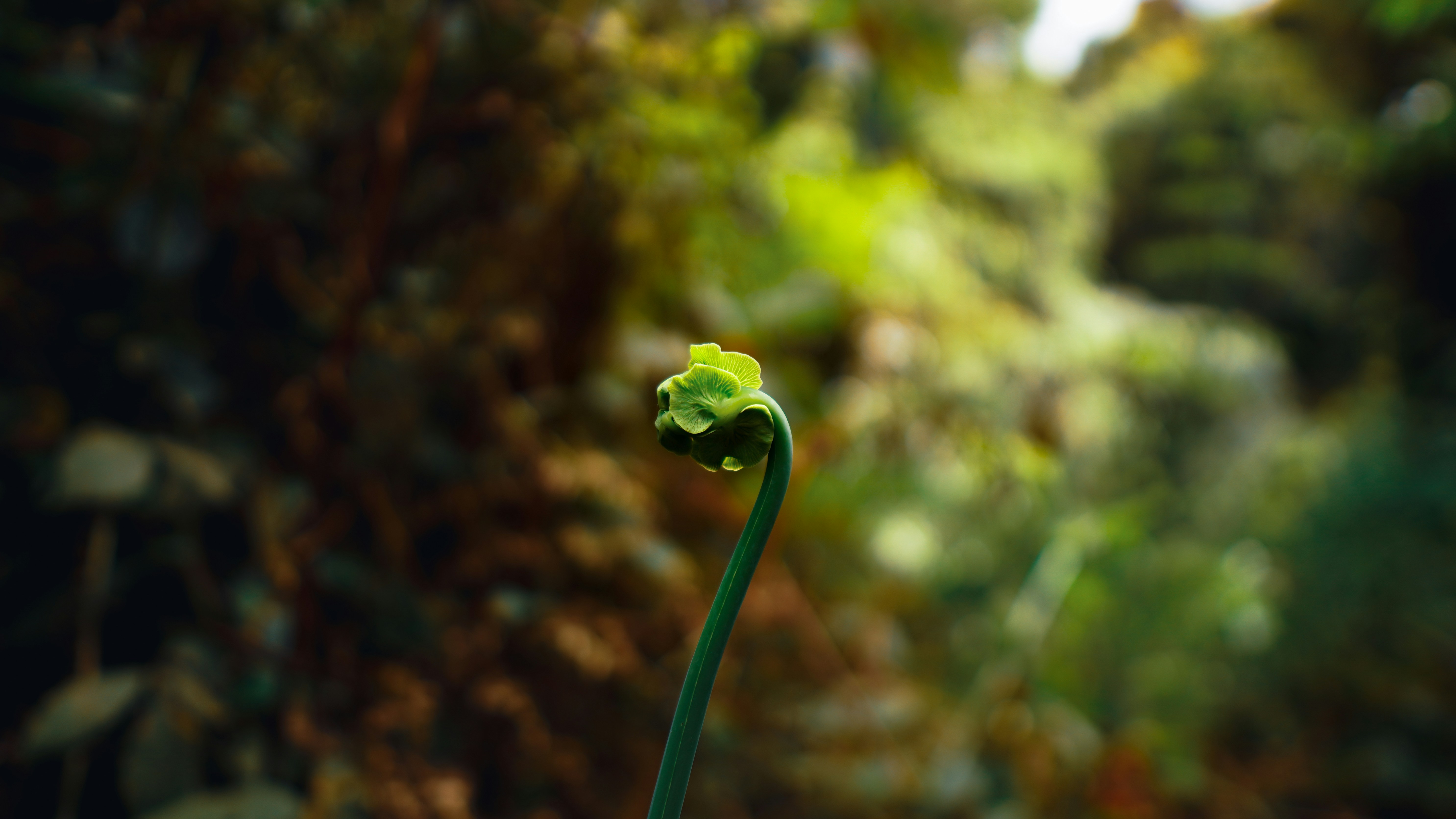 Curled Bud in a Quiet Green Glade