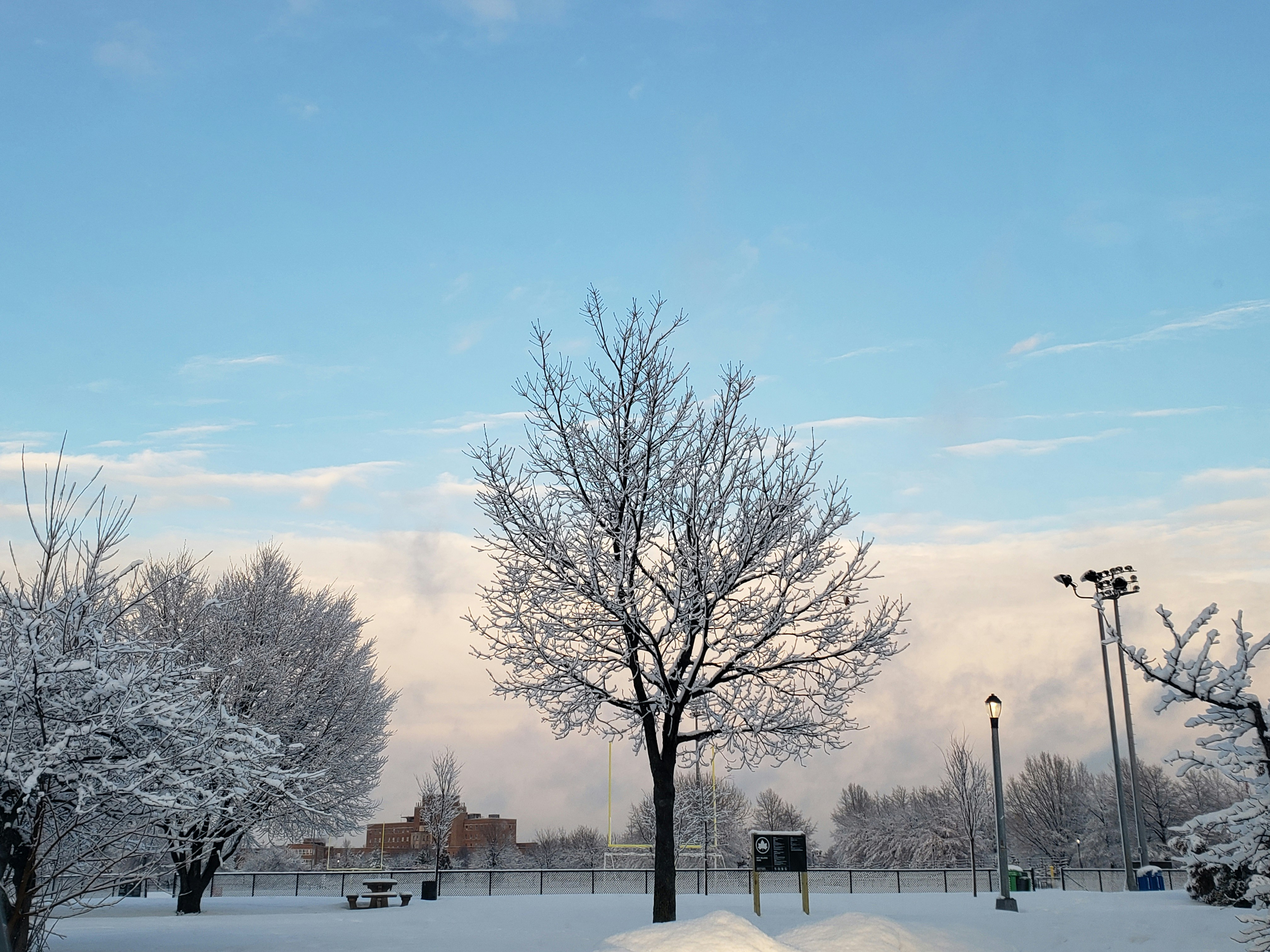 Arboreal Sentinel at the Center of a Snow-Blanketed Park