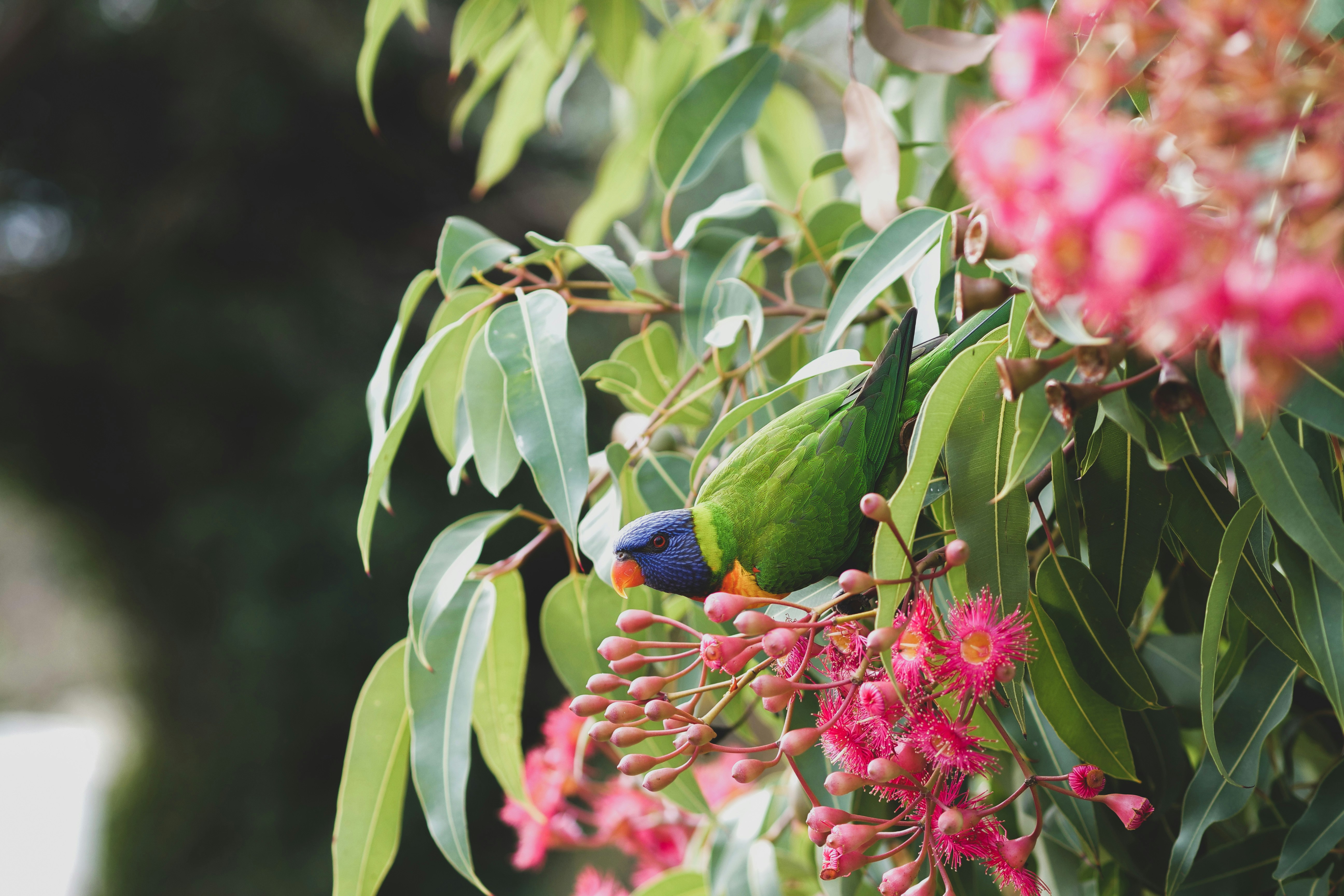 green blue and yellow bird on tree branch during daytime