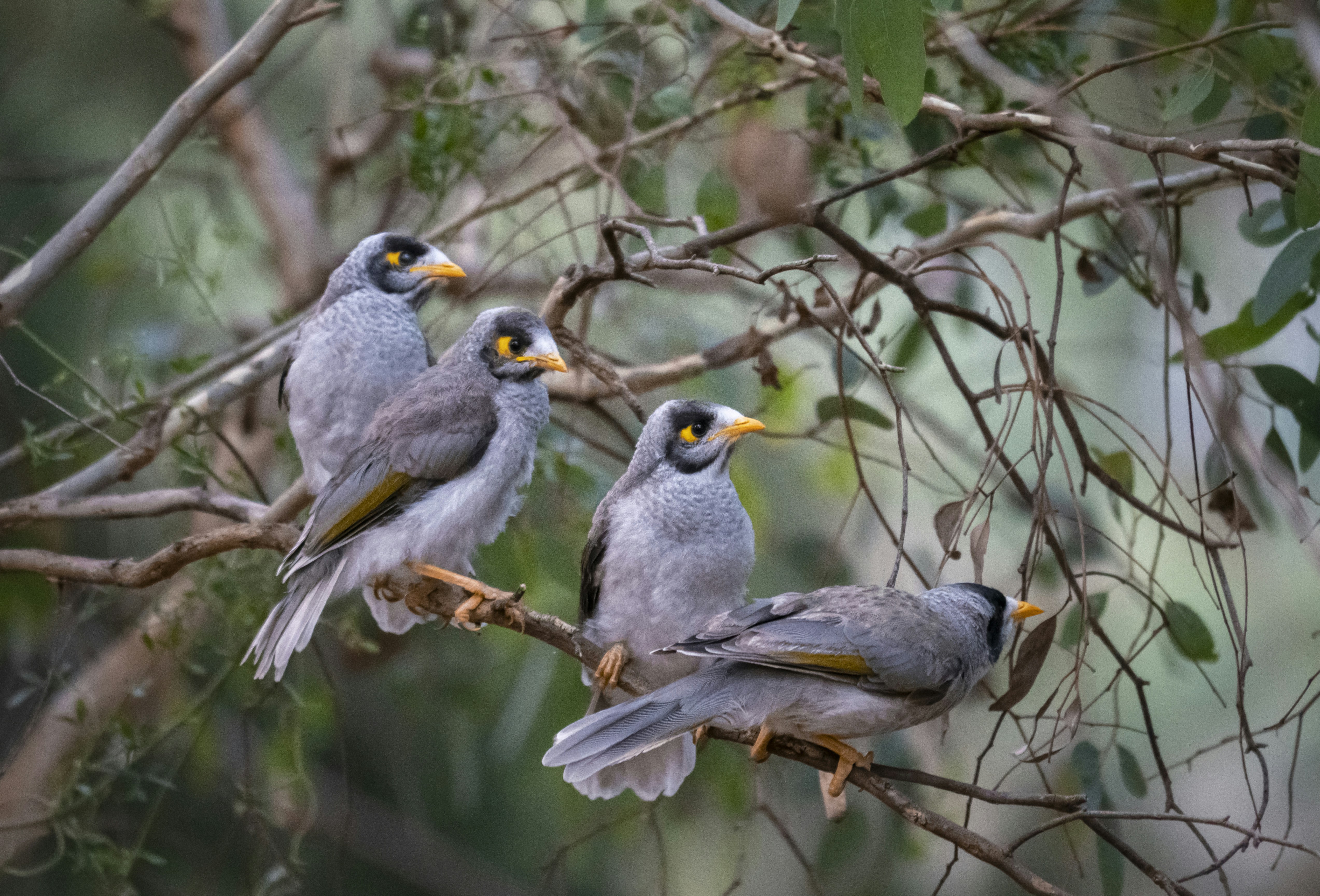 Chorus of Feathered Friends