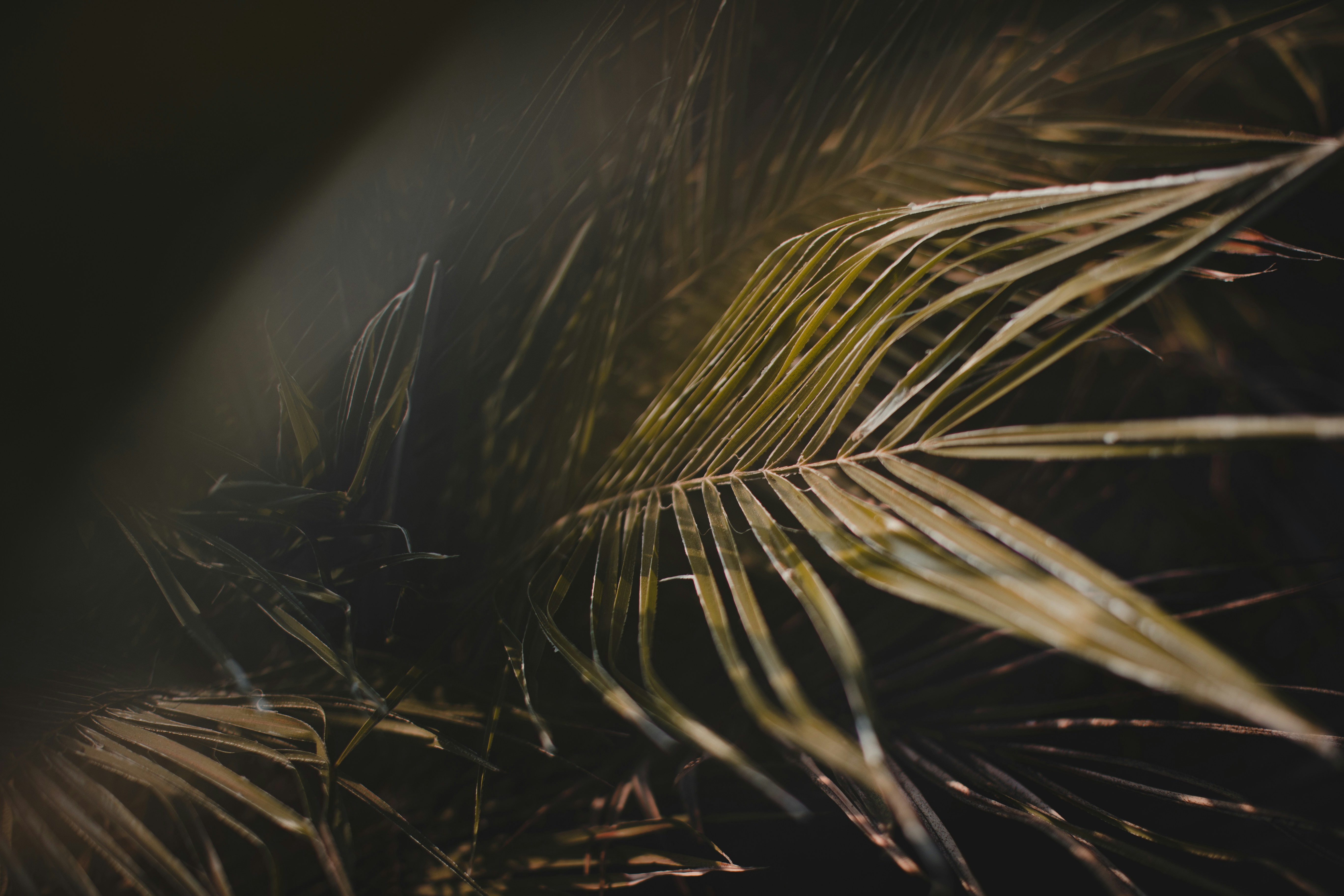 Close-up of palm fronds illuminated by soft light, creating a moody atmosphere with intricate textures and shadows.