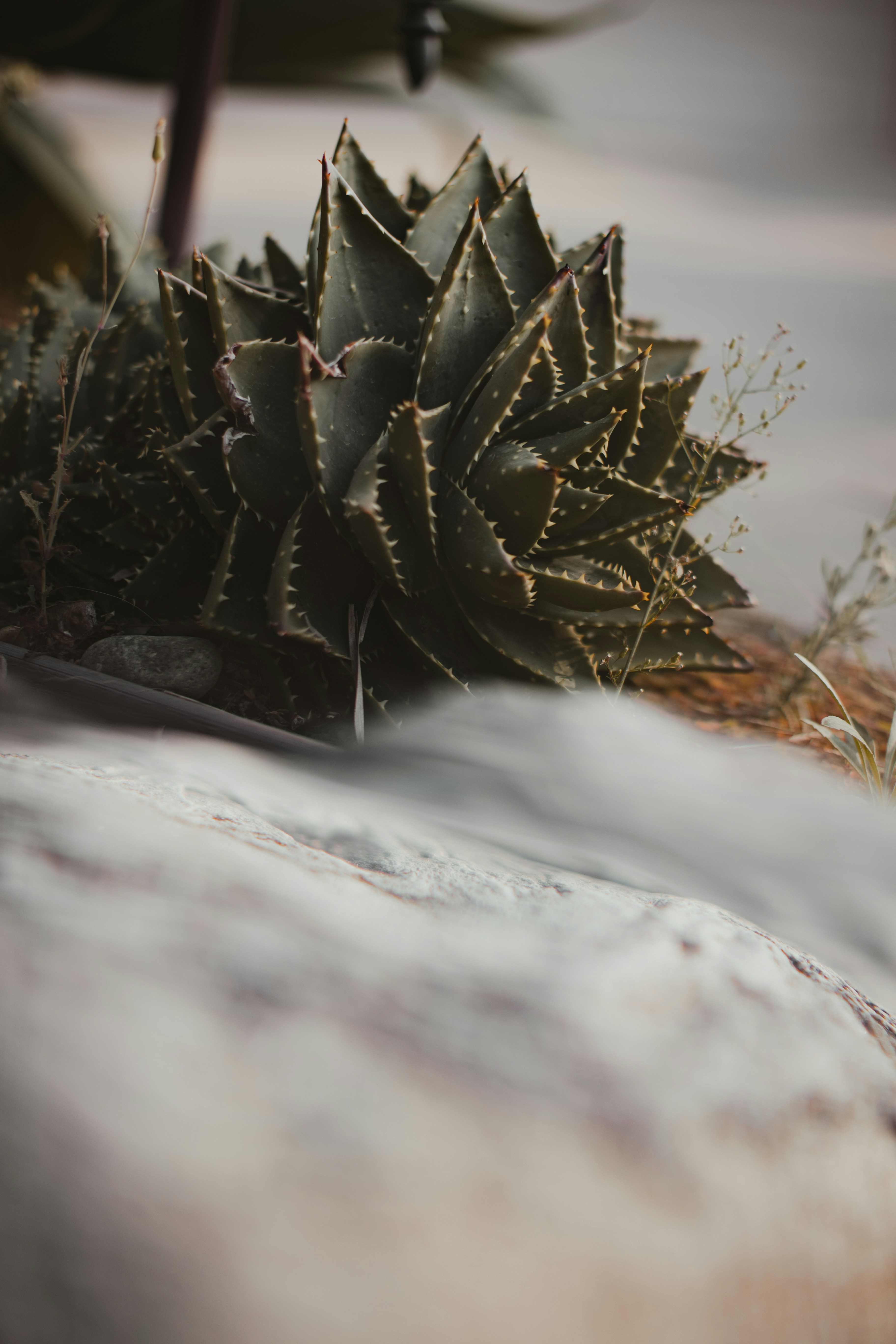 Close-up of a vibrant agave plant nestled among stones, showcasing its intricate leaf patterns and natural textures.
